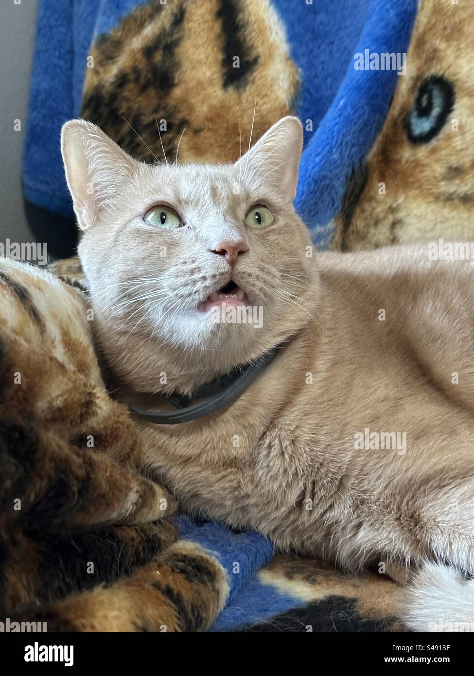 Buff cat hi-res stock photography and images - Alamy