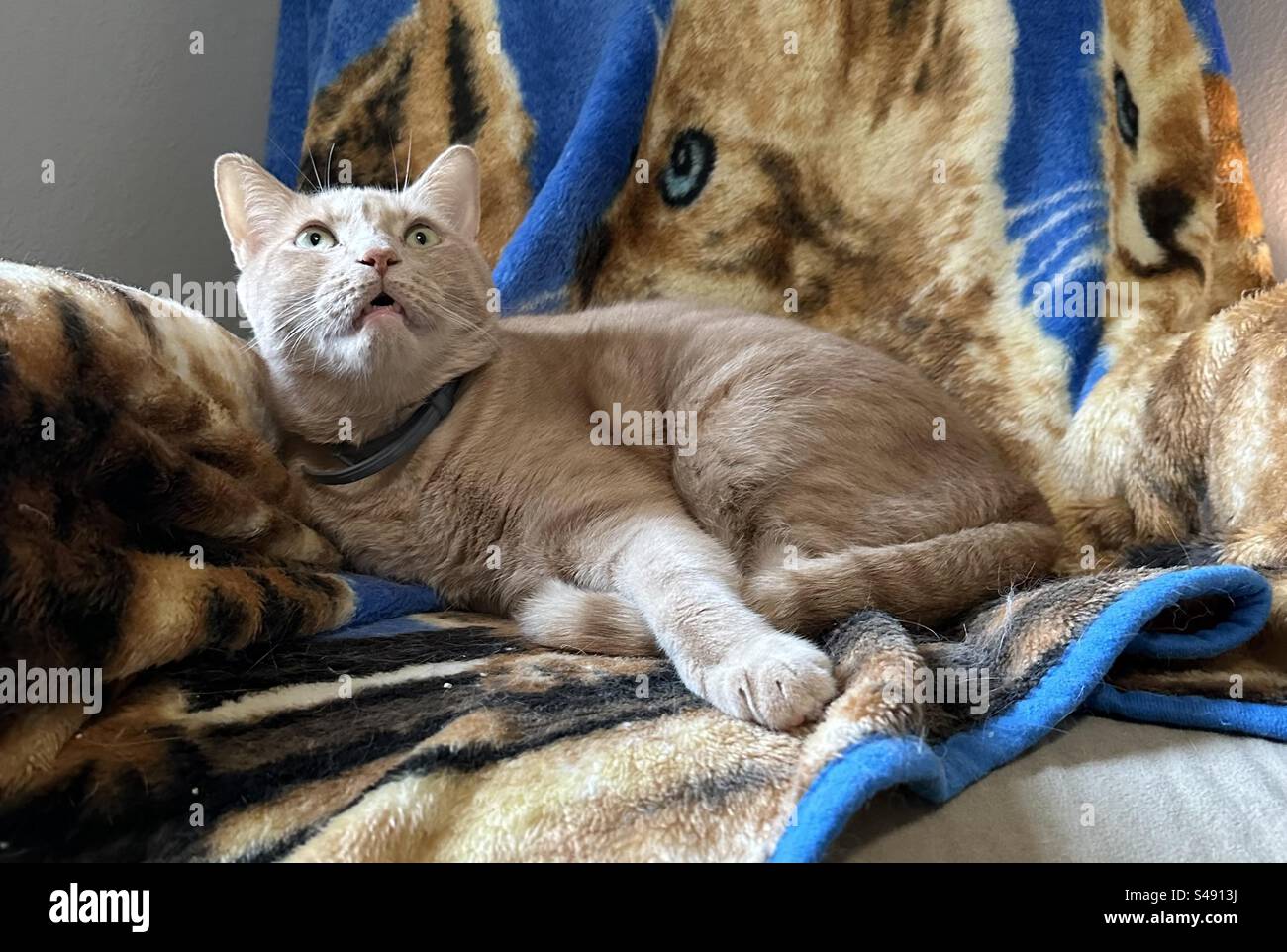 Cat full body hi-res stock photography and images - Alamy