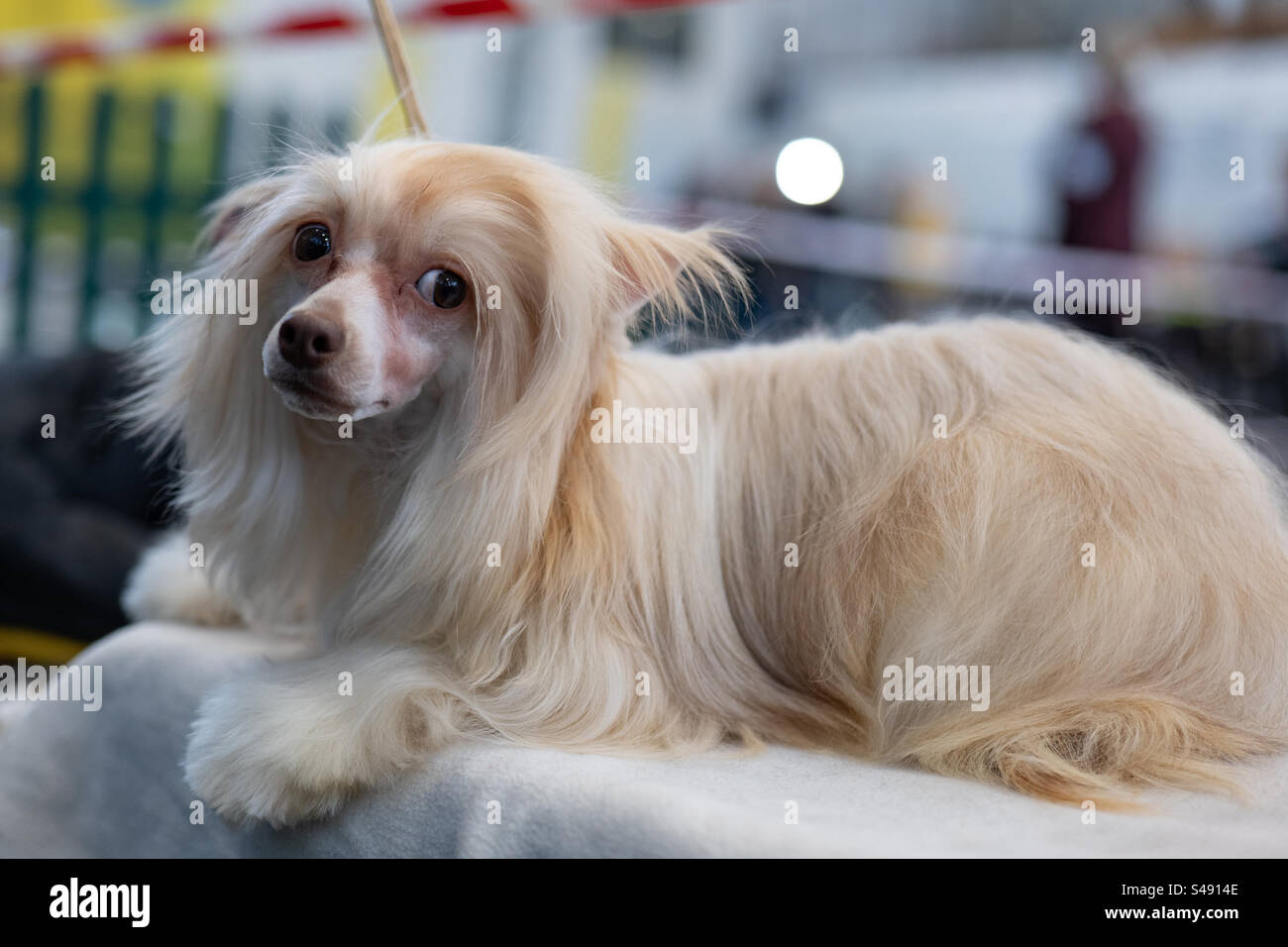 Hair powder hi-res stock photography and images - Alamy