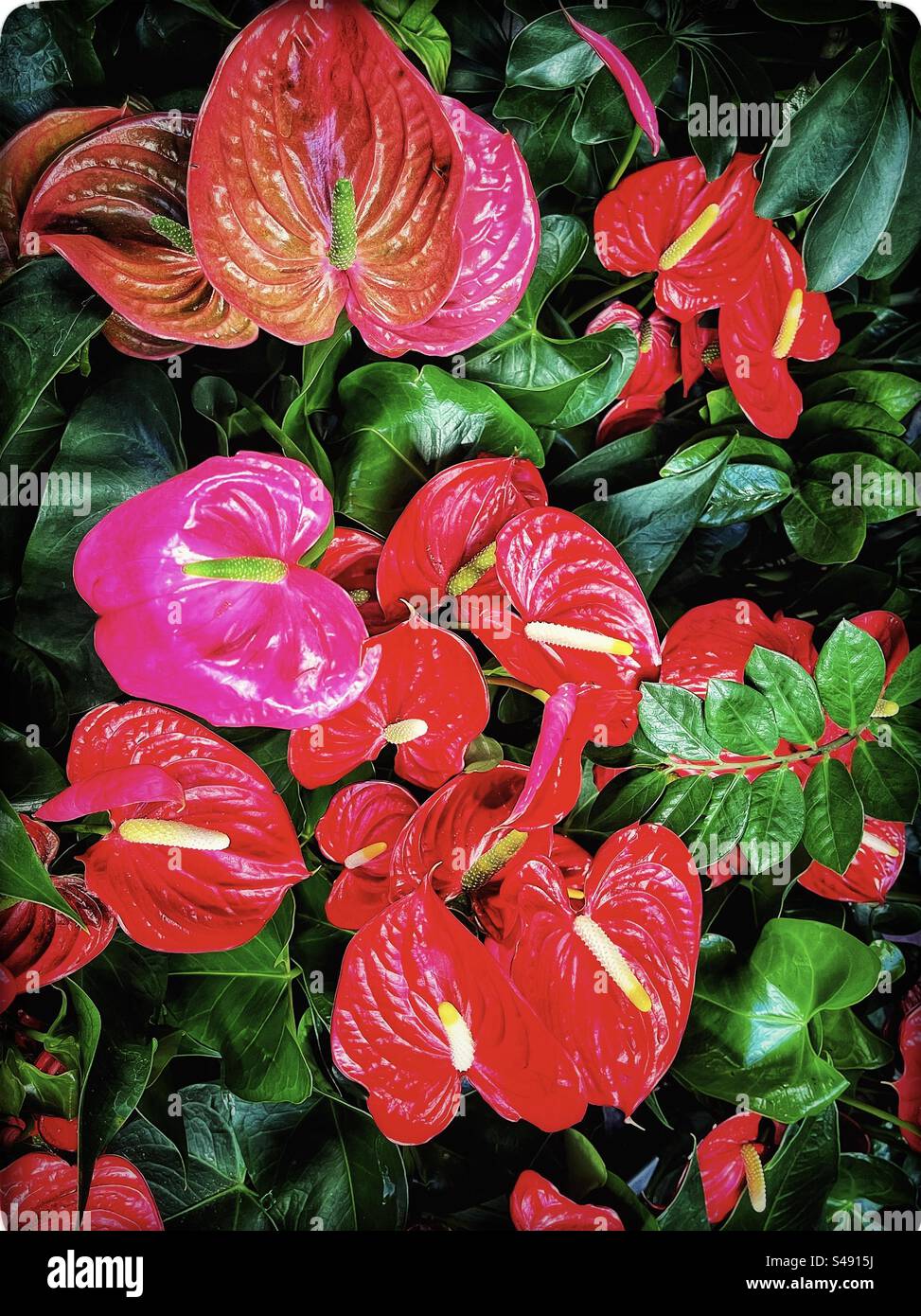 Anthurium leaves hi-res stock photography and images - Alamy