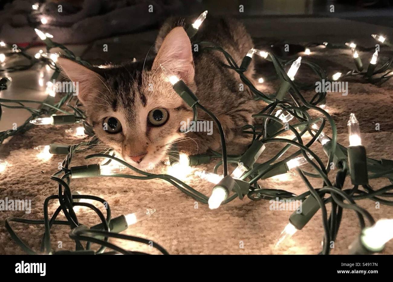 A kitten entangled in white Christmas lights on the floor Stock Photo ...
