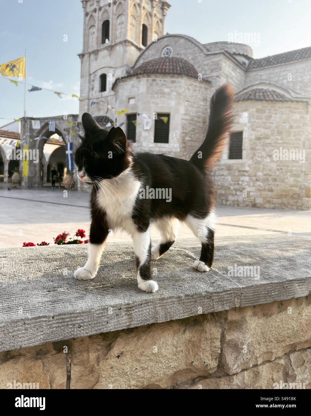 Cyprus cats hi-res stock photography and images - Alamy