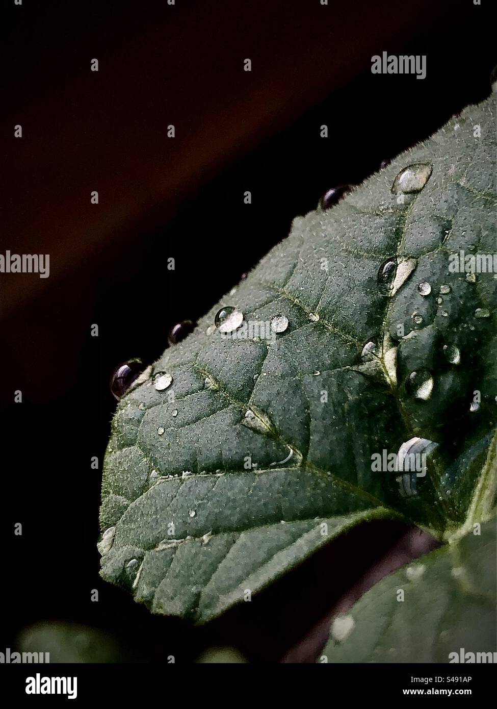 Leaf micro hi-res stock photography and images - Alamy