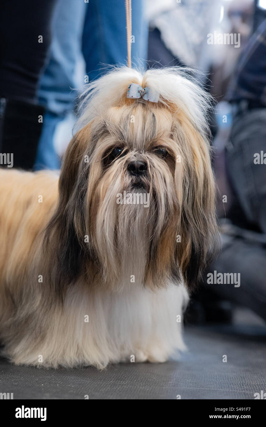 Long hair shih tzu hi-res stock photography and images - Alamy