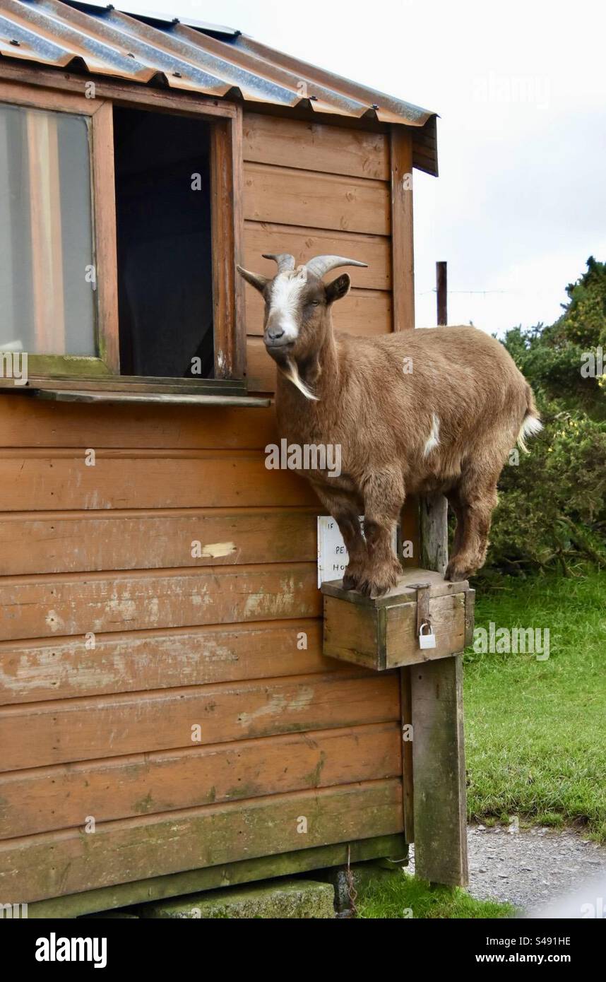 The goat ledge hi-res stock photography and images - Alamy