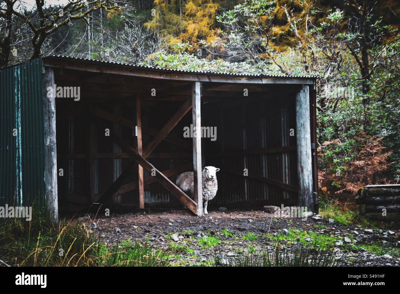 Sheep shed hi-res stock photography and images - Alamy