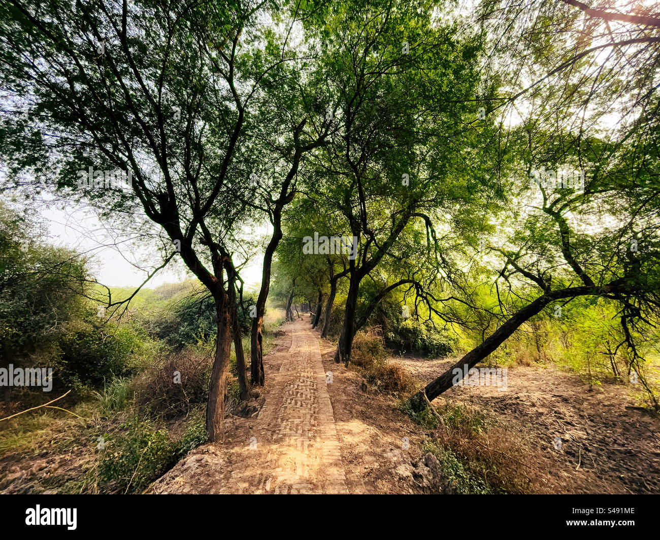 A walking trail through a jungle Stock Photo - Alamy