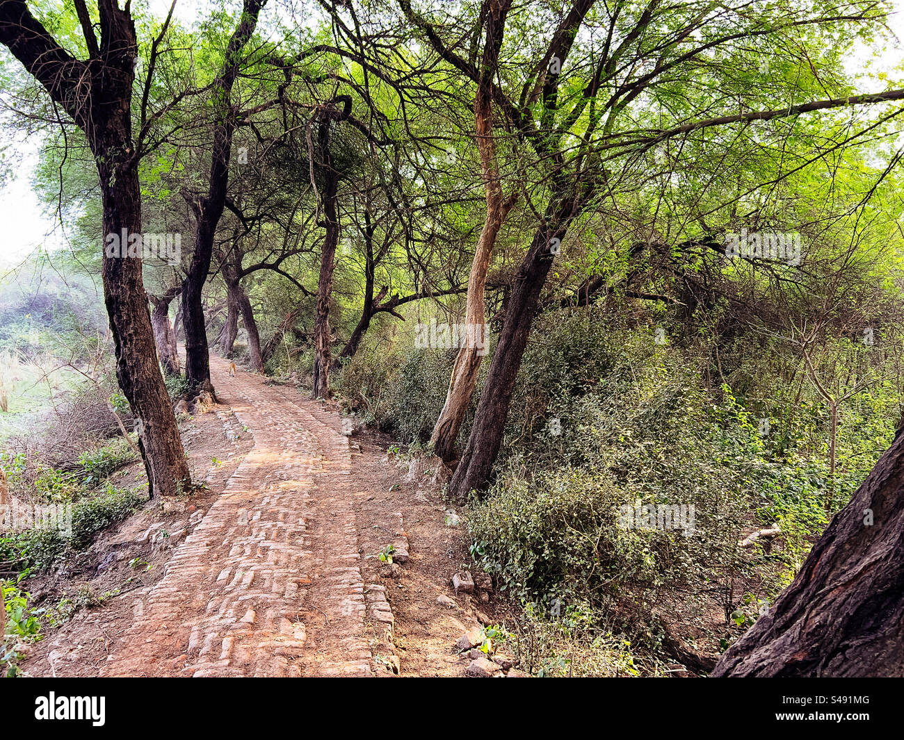 A walking trail through a forest Stock Photo - Alamy