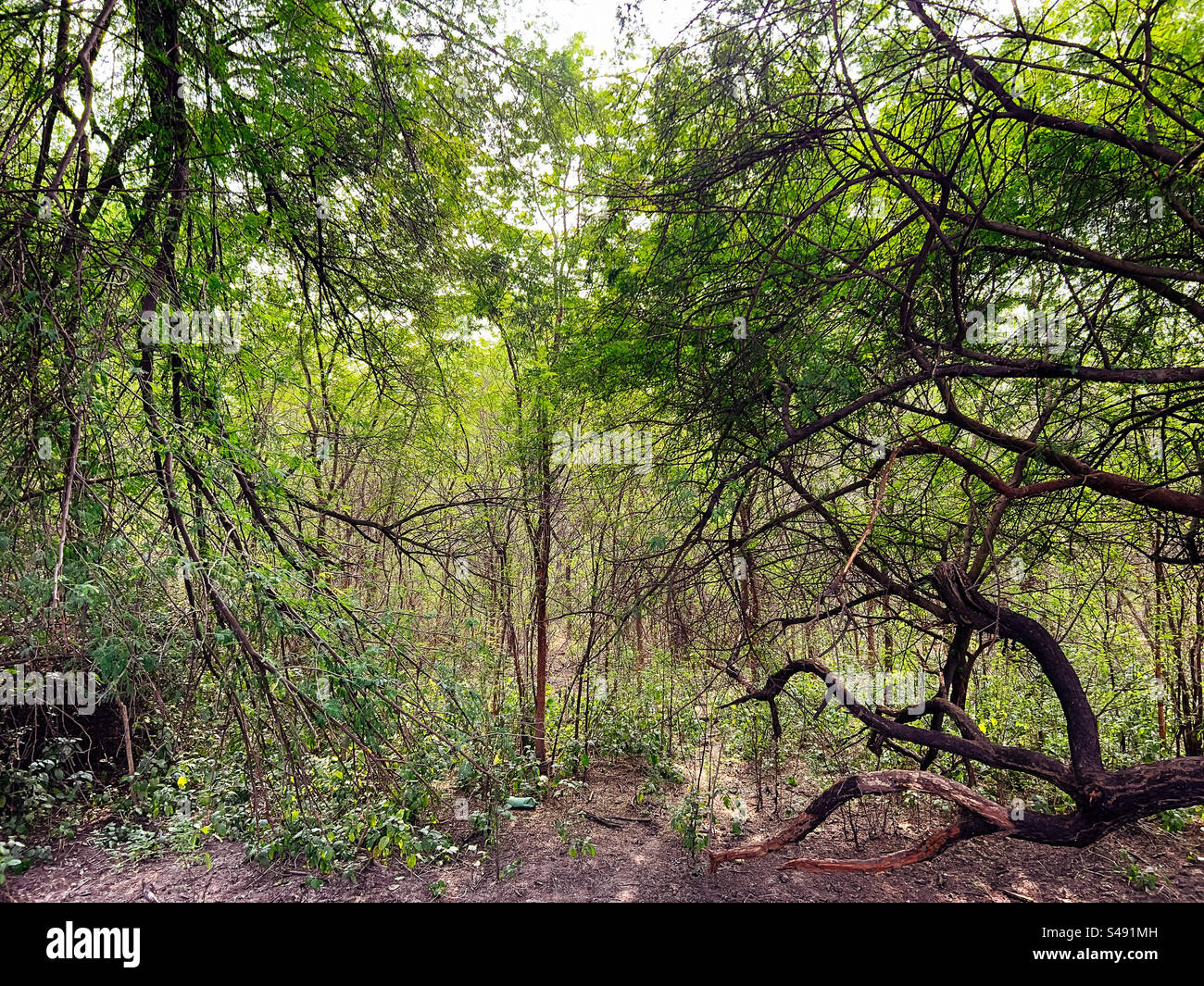 A scene in a dense jungle Stock Photo - Alamy