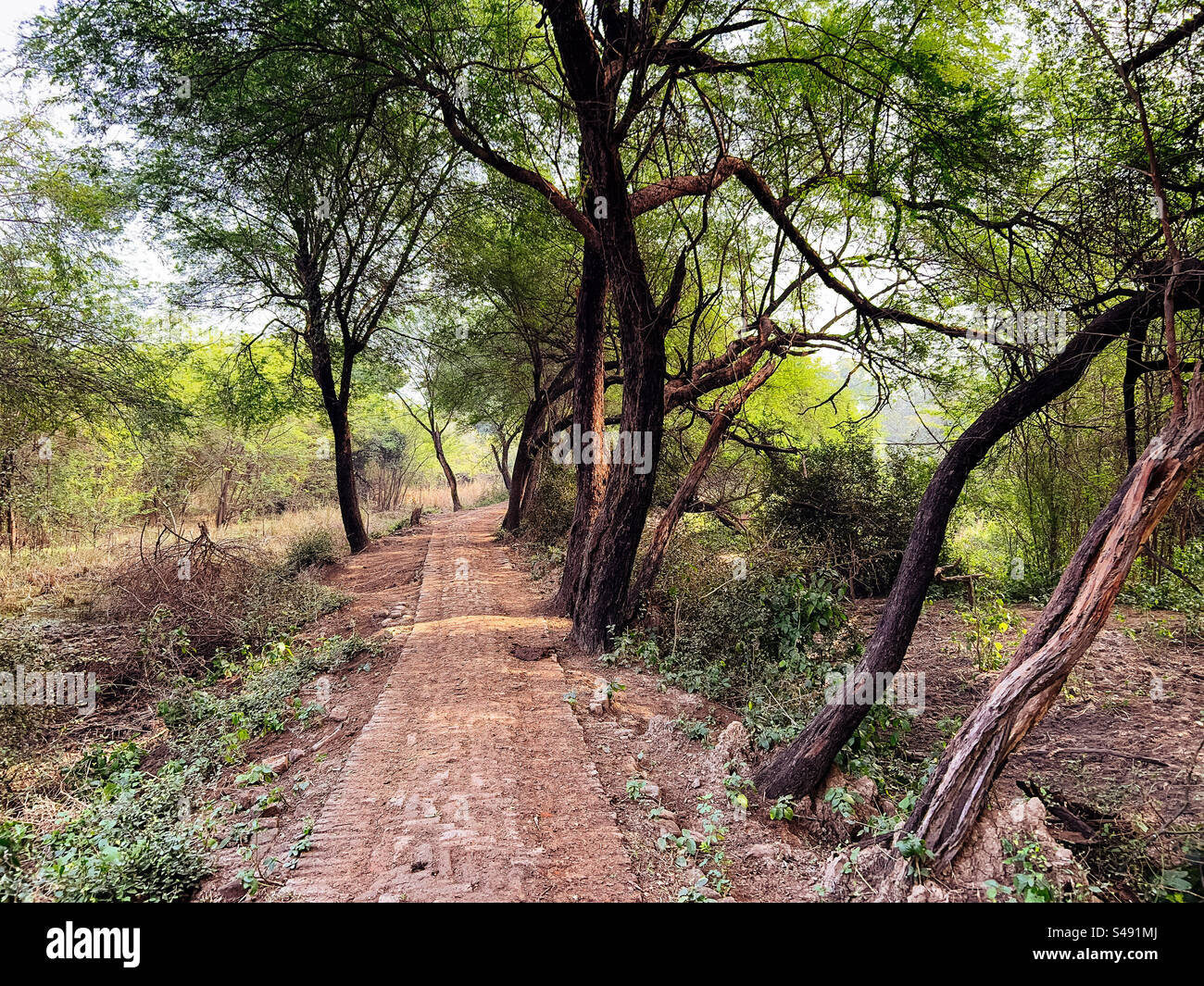Forest walking trail hi-res stock photography and images - Alamy