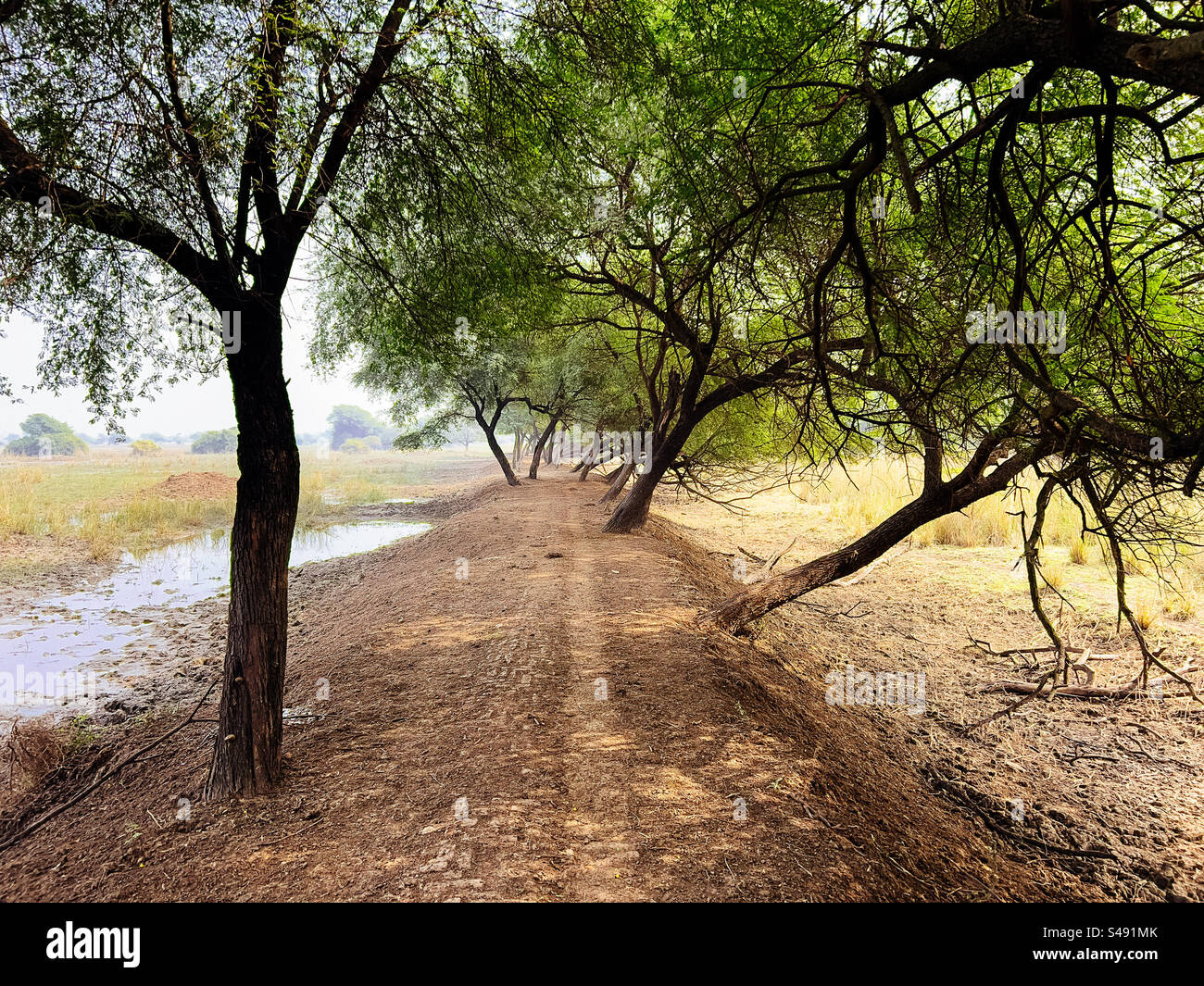 Walking trail through the woods Stock Photo - Alamy