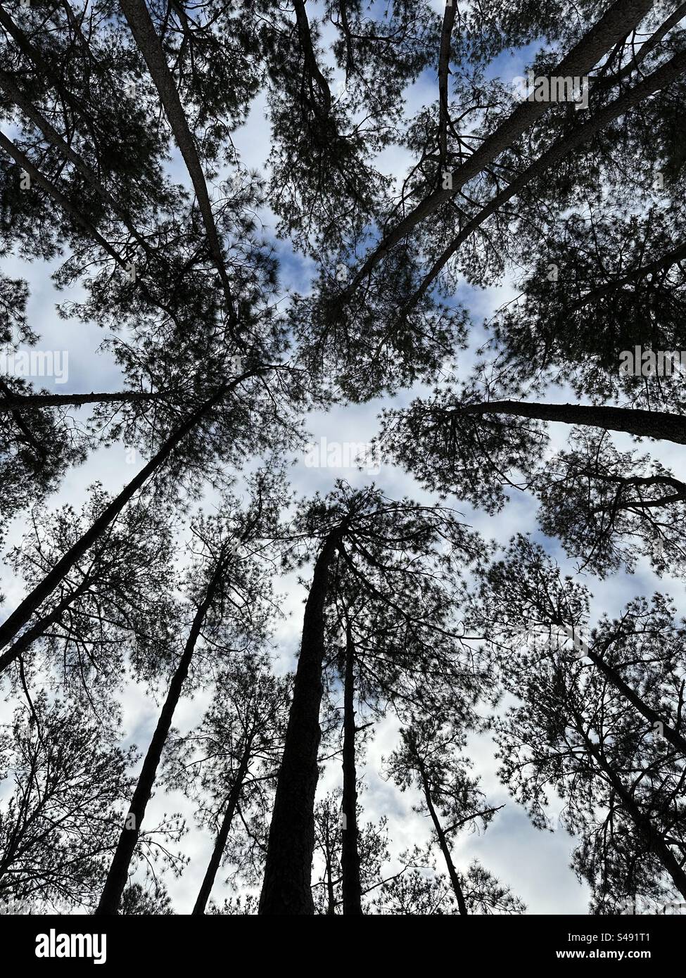 Mid canopy of trees hi-res stock photography and images - Alamy
