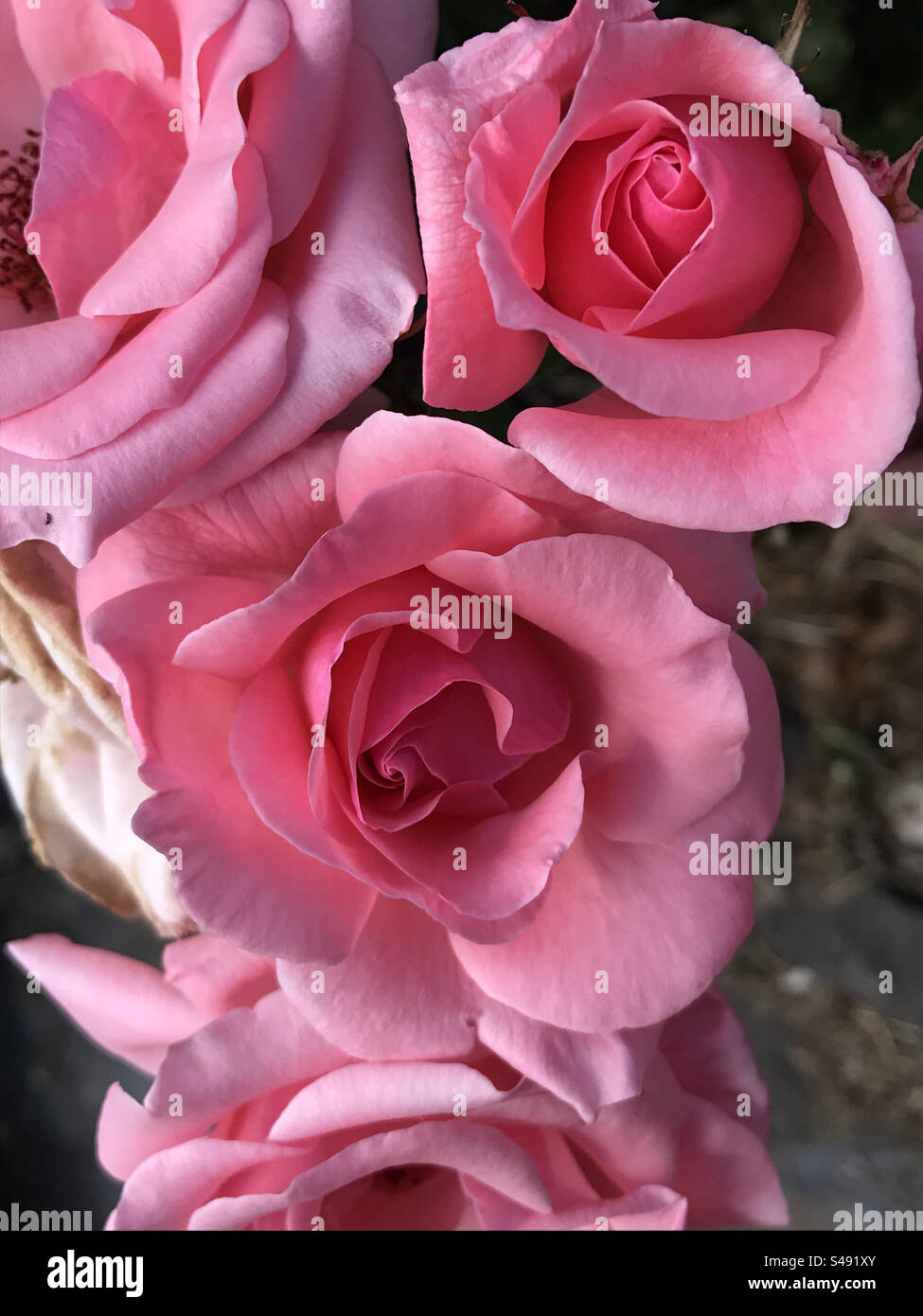 Bloomed roses hi-res stock photography and images - Alamy