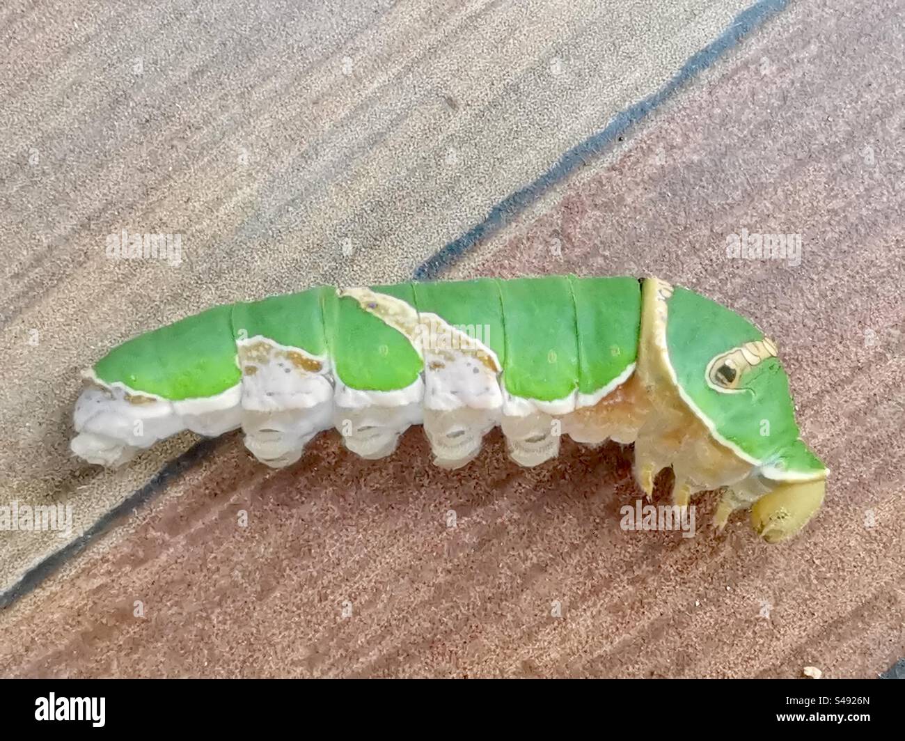 Common mormon instar hi-res stock photography and images - Alamy
