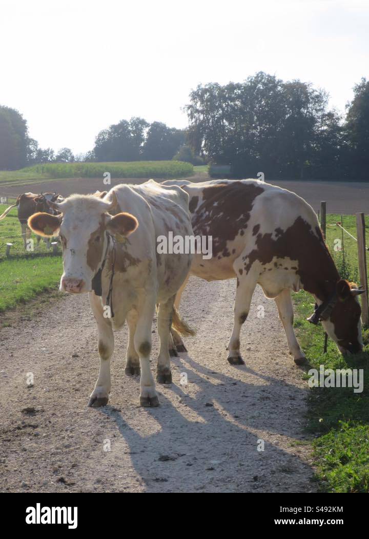 Cows lane hi-res stock photography and images - Alamy