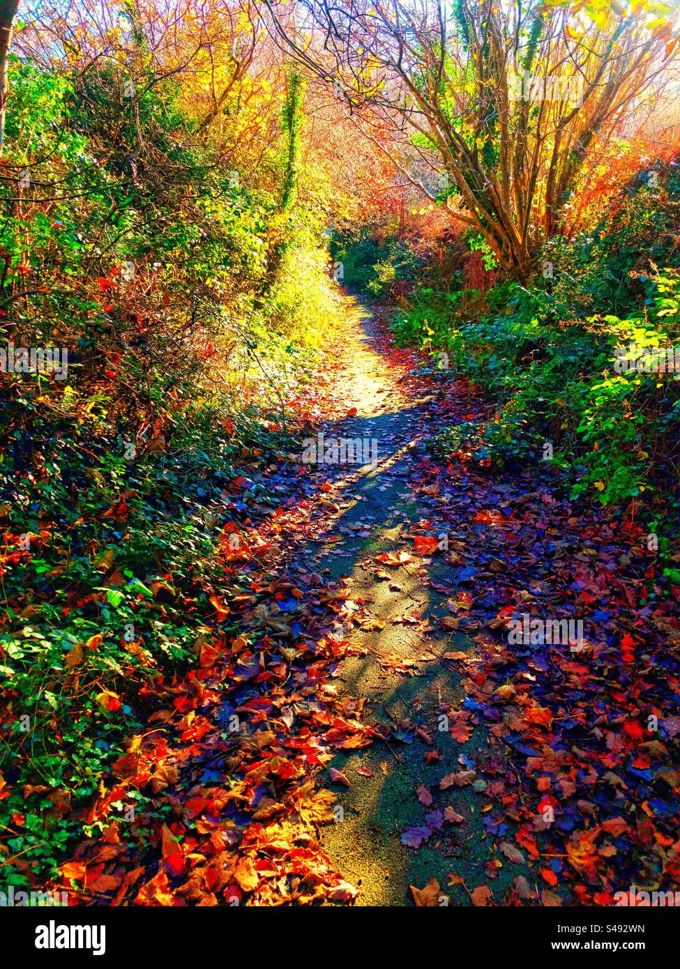 Sunlight lighting path in December Stock Photo - Alamy