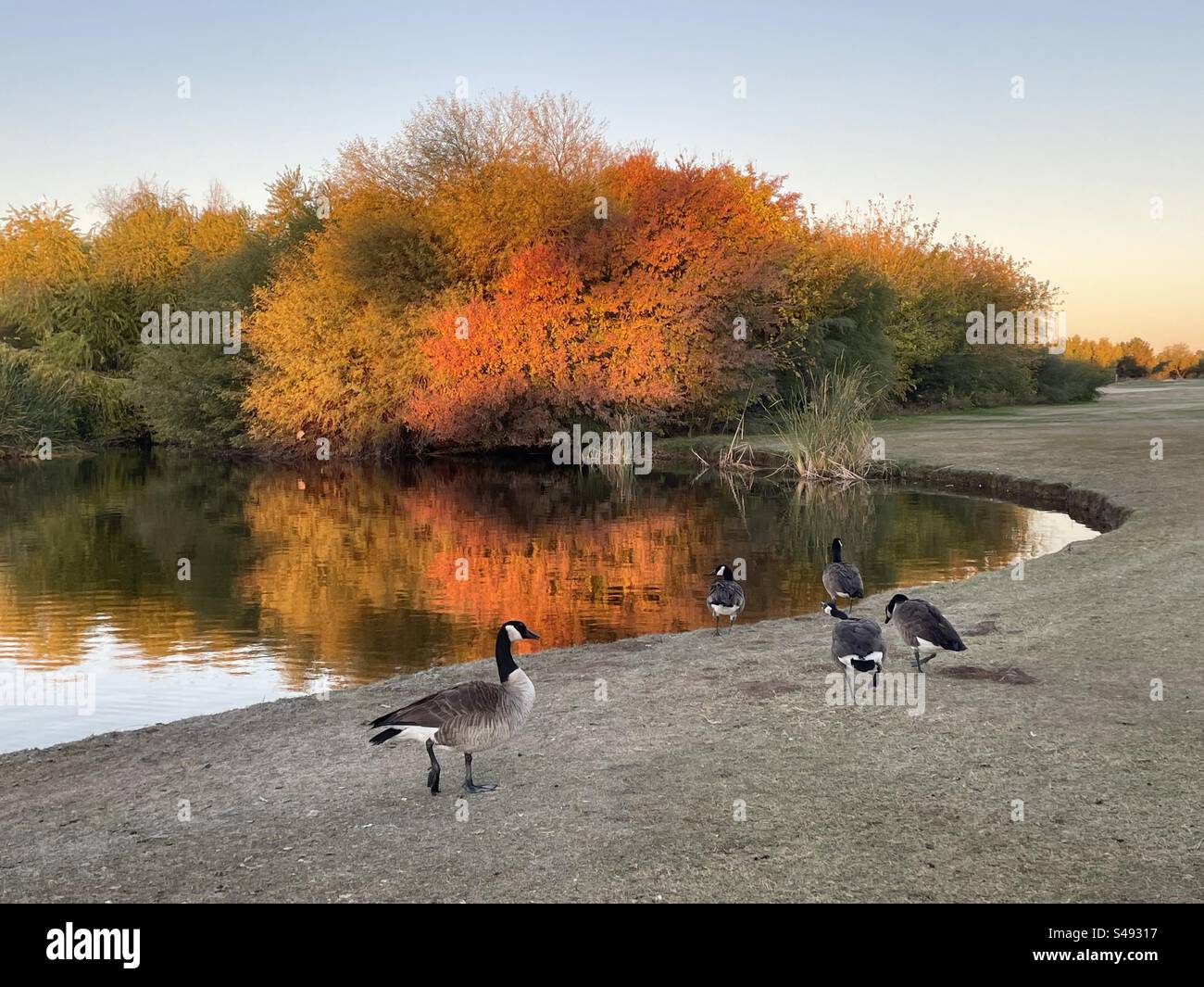 Mirror reflection, Golden light on fall foliage, Canadian Geese on ...