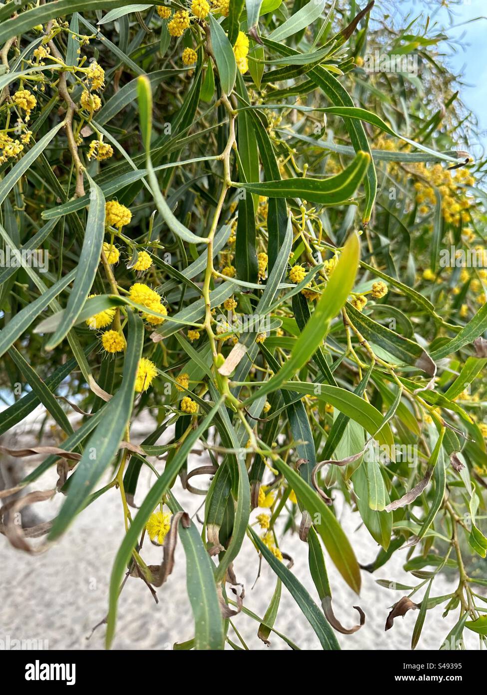 Orange wattle plant, a species of acacia Stock Photo - Alamy