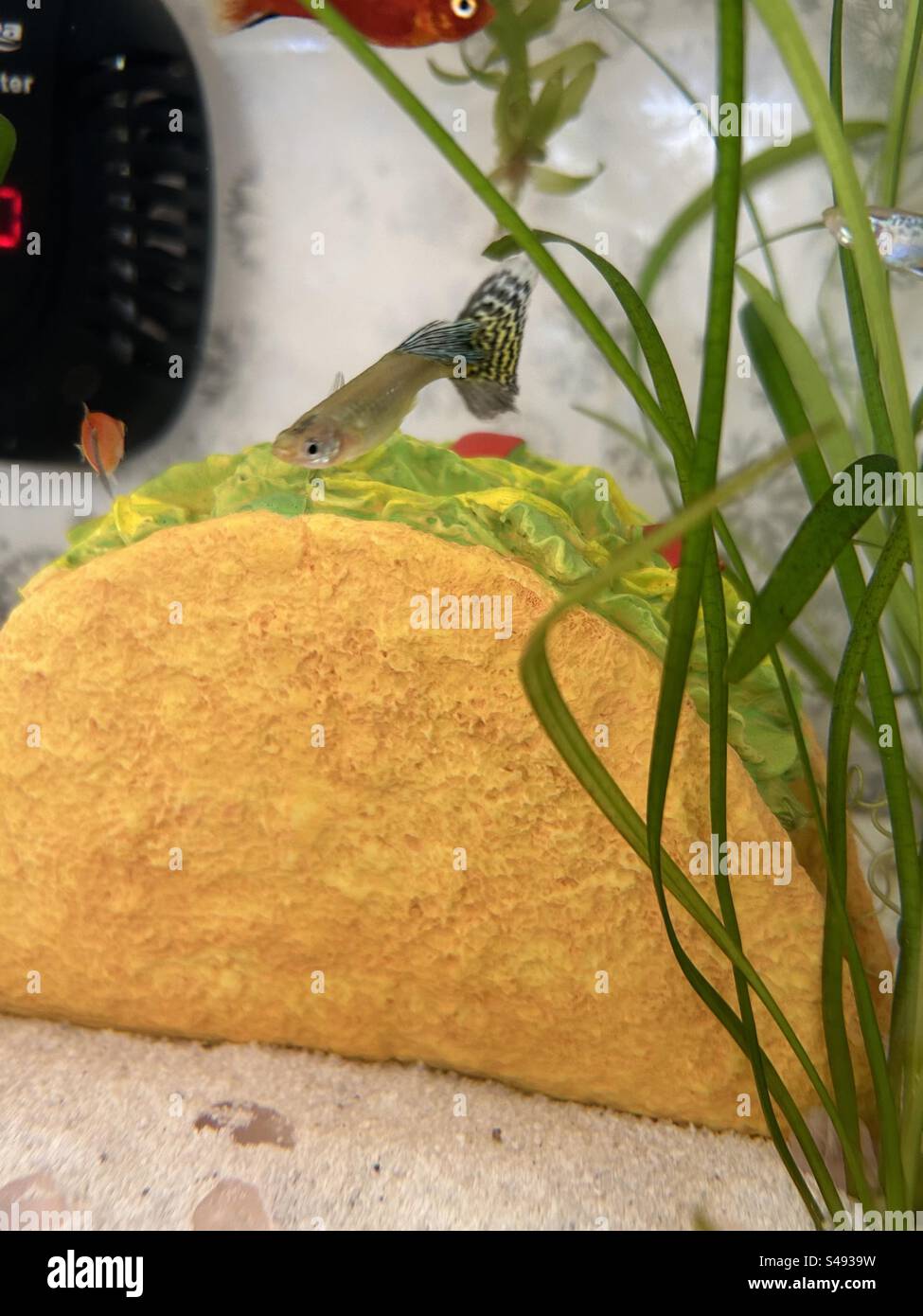 Guppy fish hi-res stock photography and images - Alamy