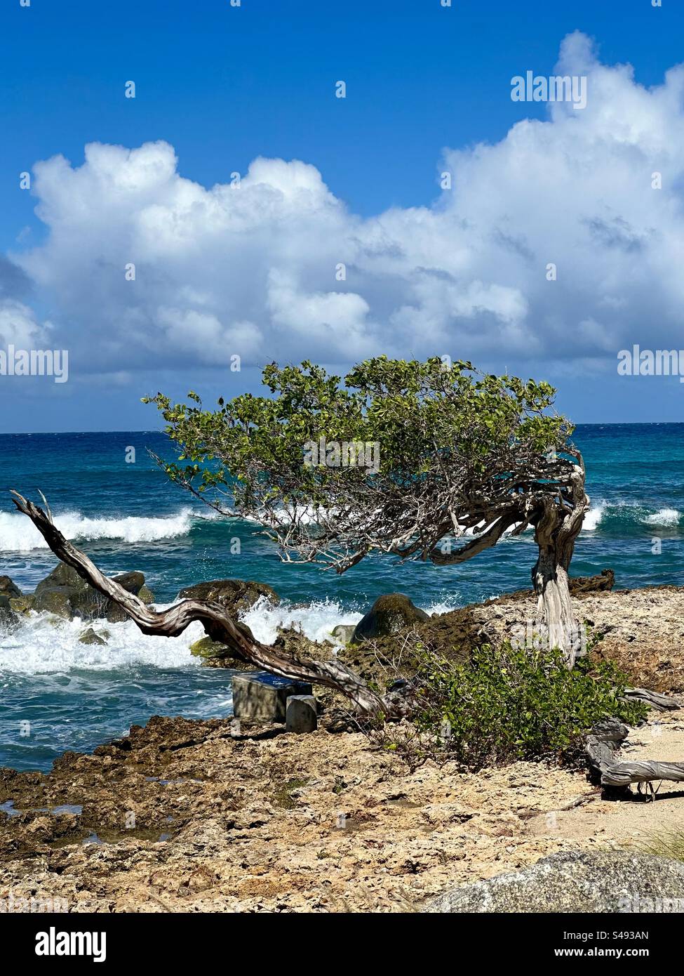 Divi divi tree hi-res stock photography and images - Alamy