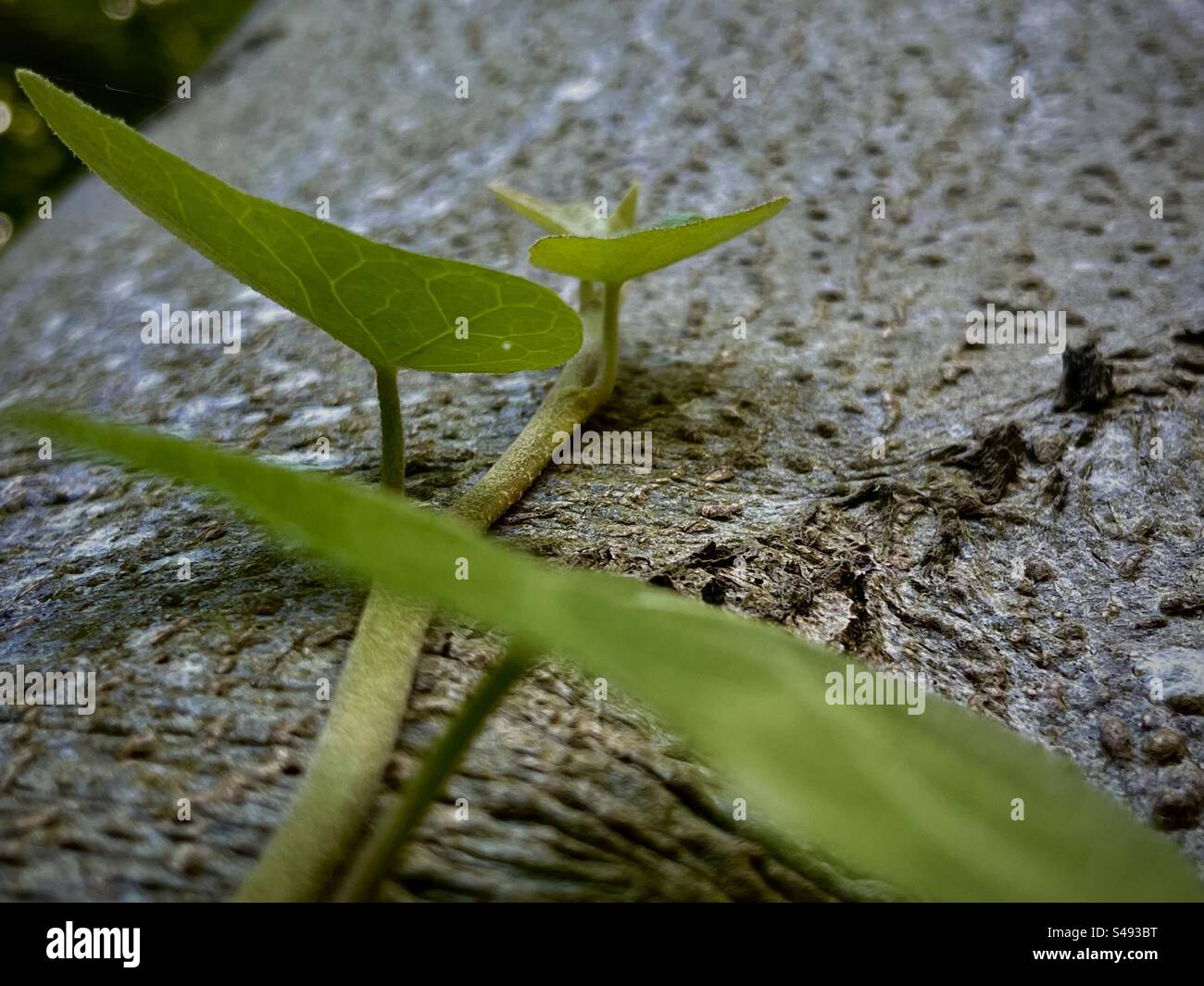 Crawling plant hi-res stock photography and images - Alamy