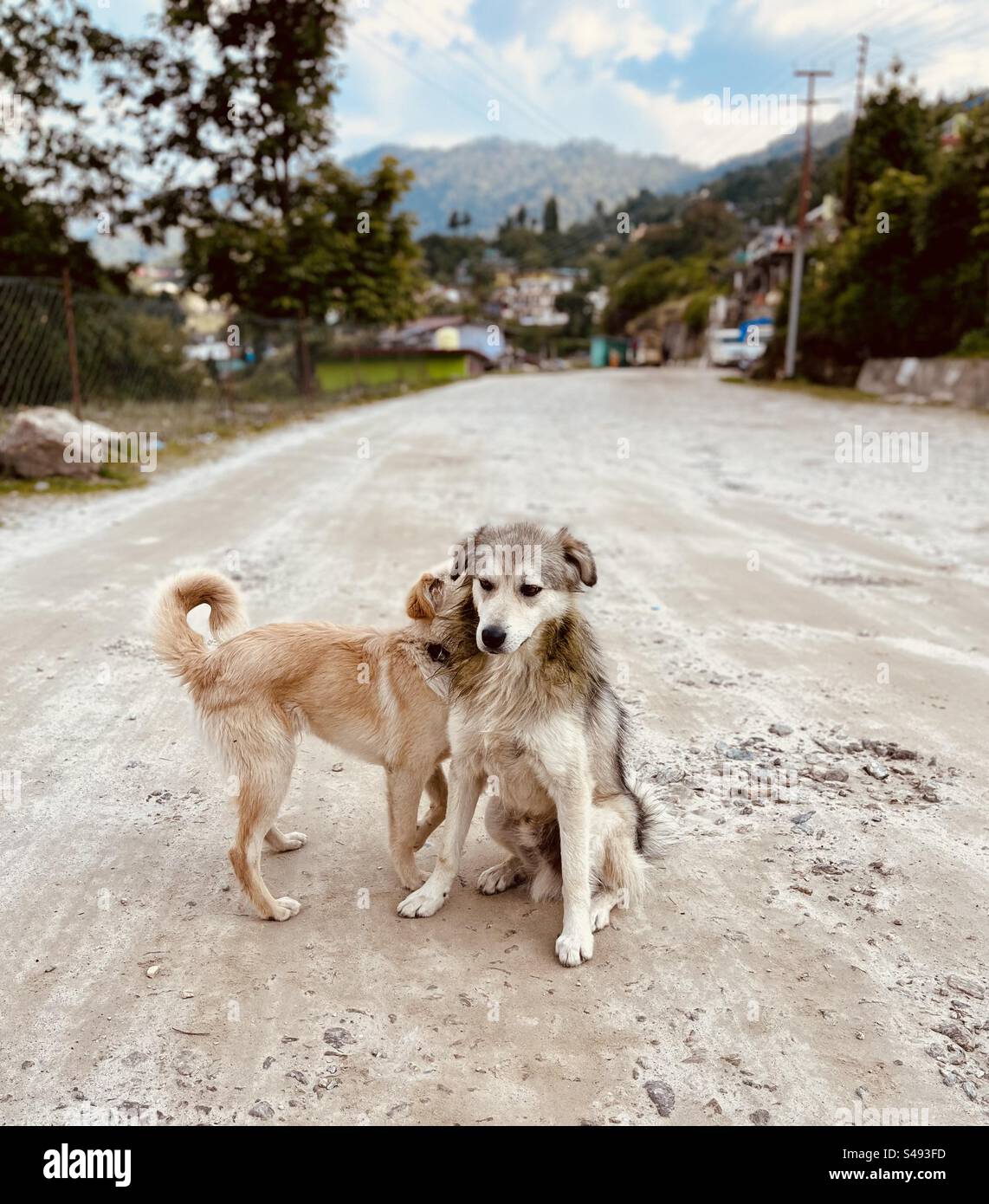 Indian street dogs hi-res stock photography and images - Alamy