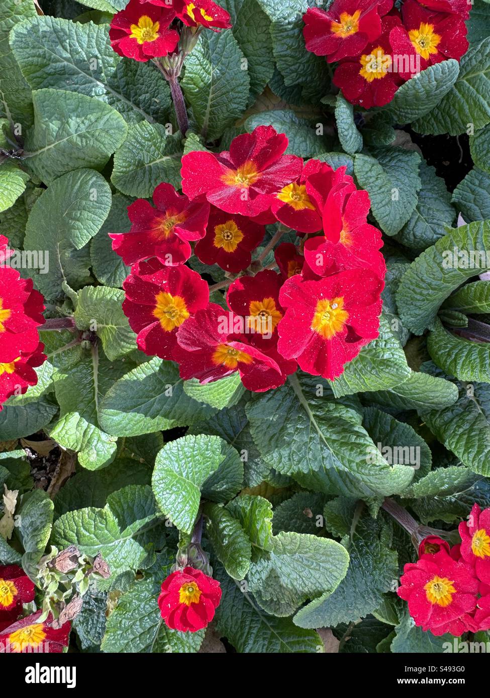 Clusters of red blooms hi-res stock photography and images - Alamy