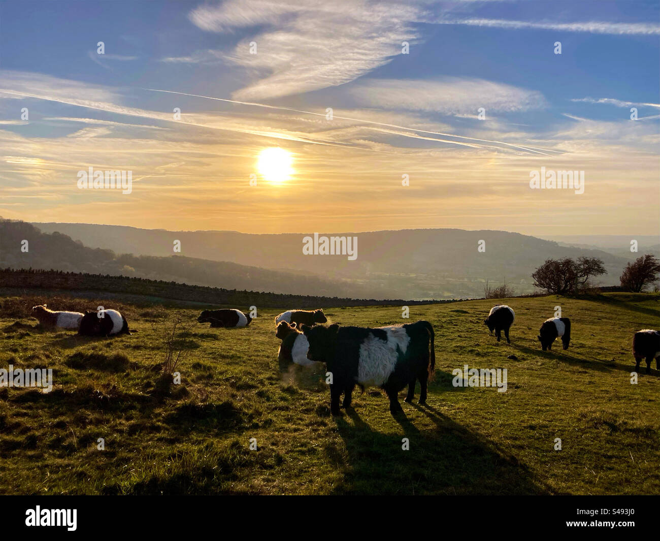 Hardy cattle hi-res stock photography and images - Alamy