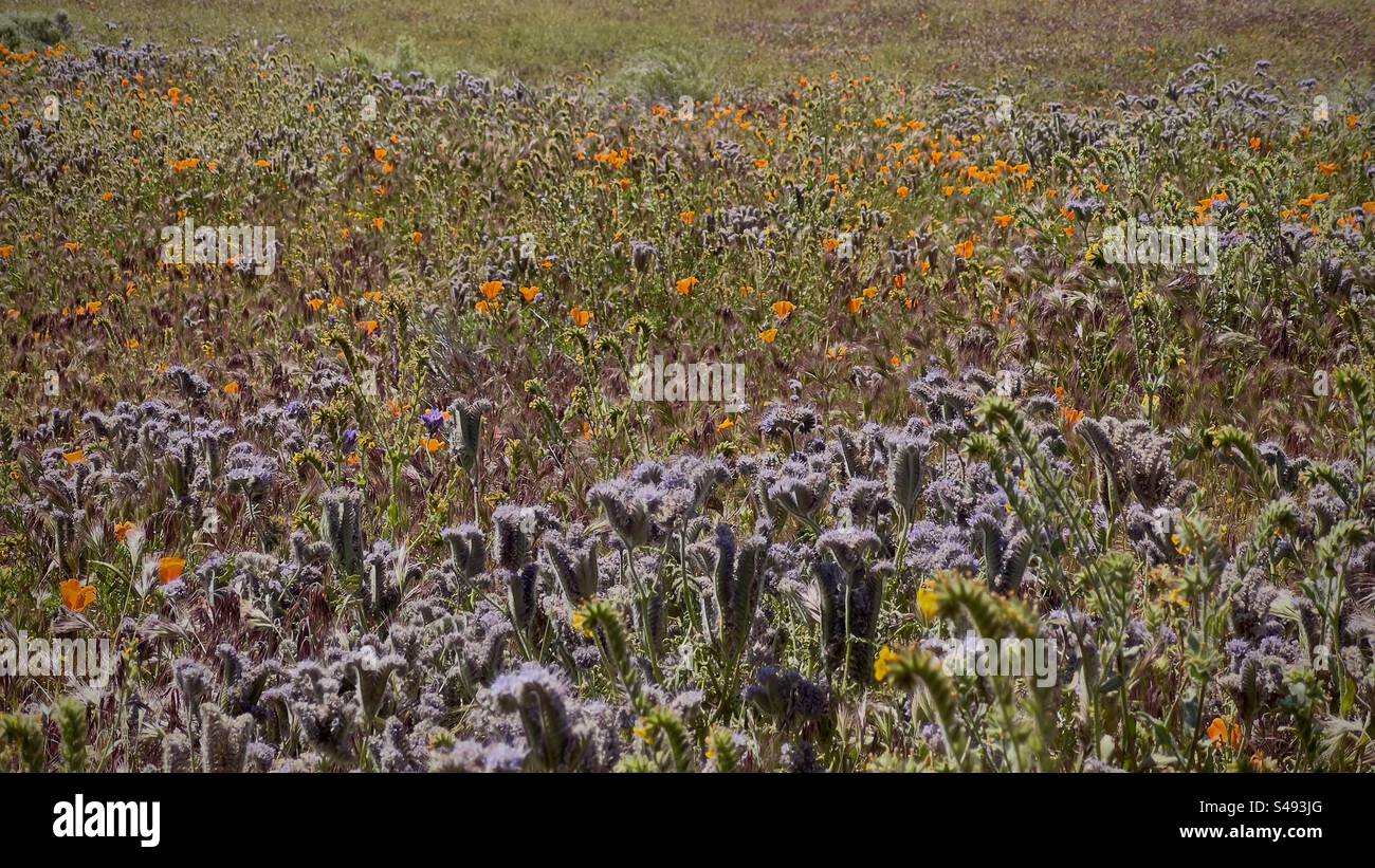 Purple wild flowers and orange poppies growing in meadow during a ...