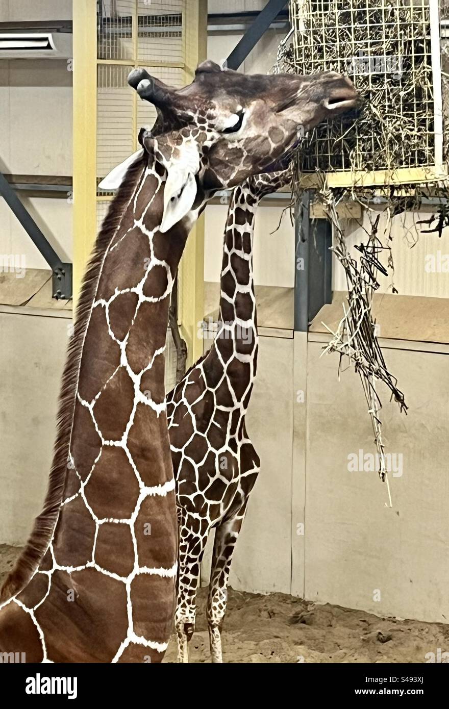 Bristol zoo project hi-res stock photography and images - Alamy