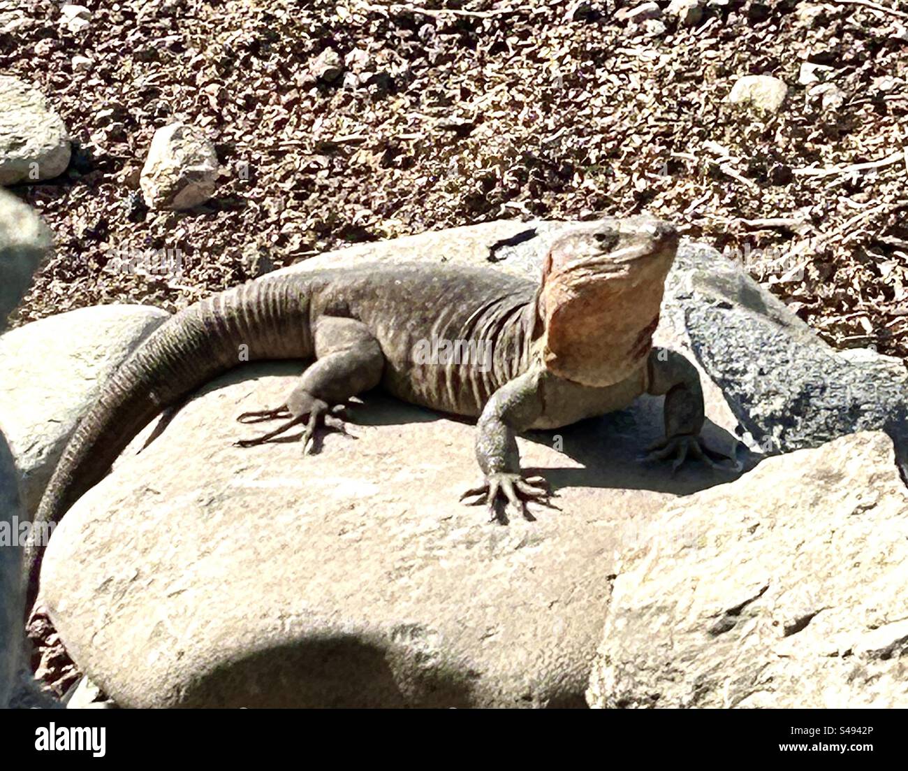 Gran Canaria Giant Lizard Stock Photo - Alamy