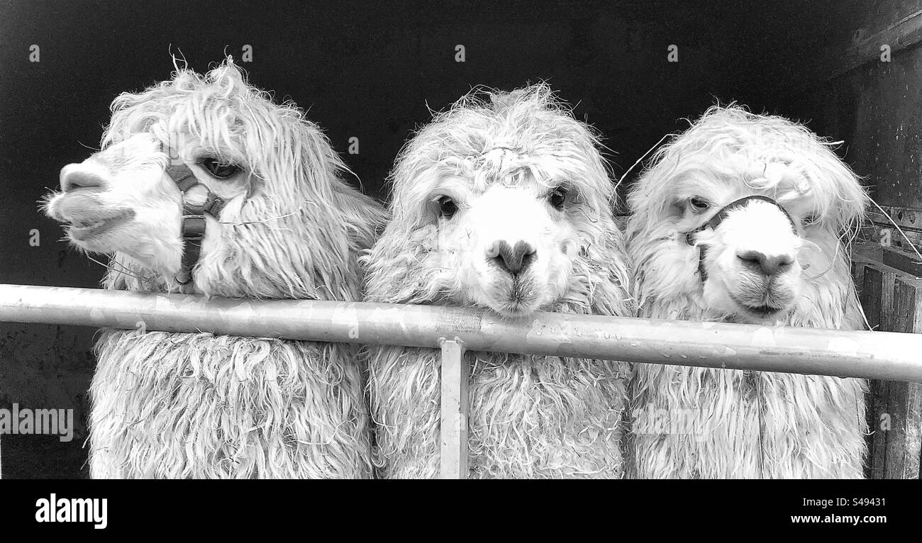 Three alpacas hi-res stock photography and images - Alamy