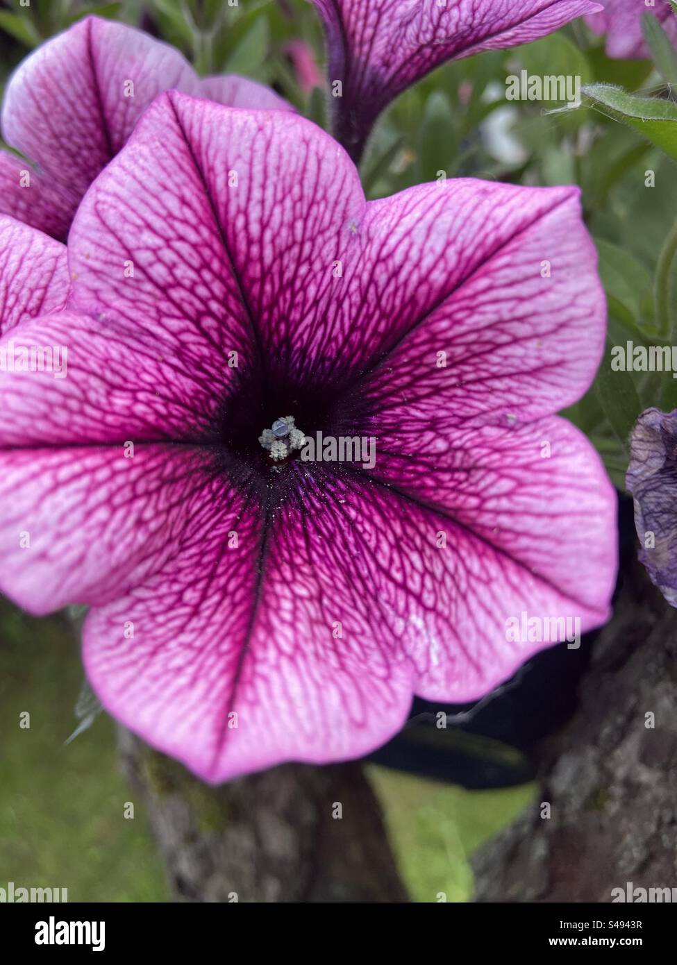 Lill hi-res stock photography and images - Alamy