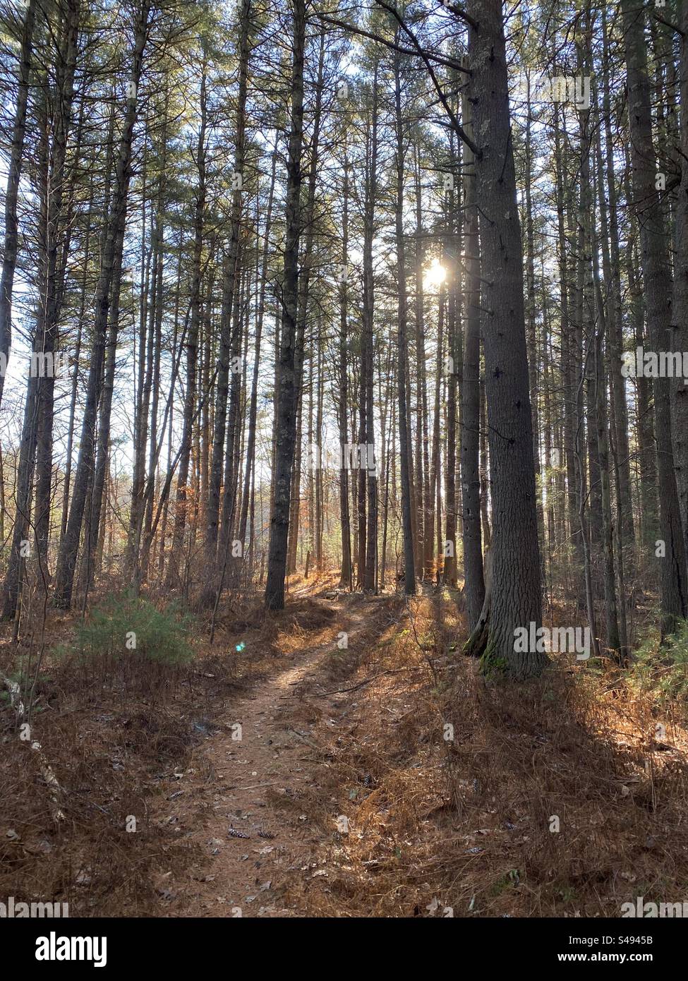 Sun through trees hi-res stock photography and images - Alamy