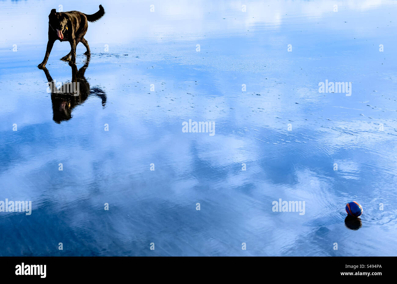 Dog playing fetch in beach Stock Photo - Alamy