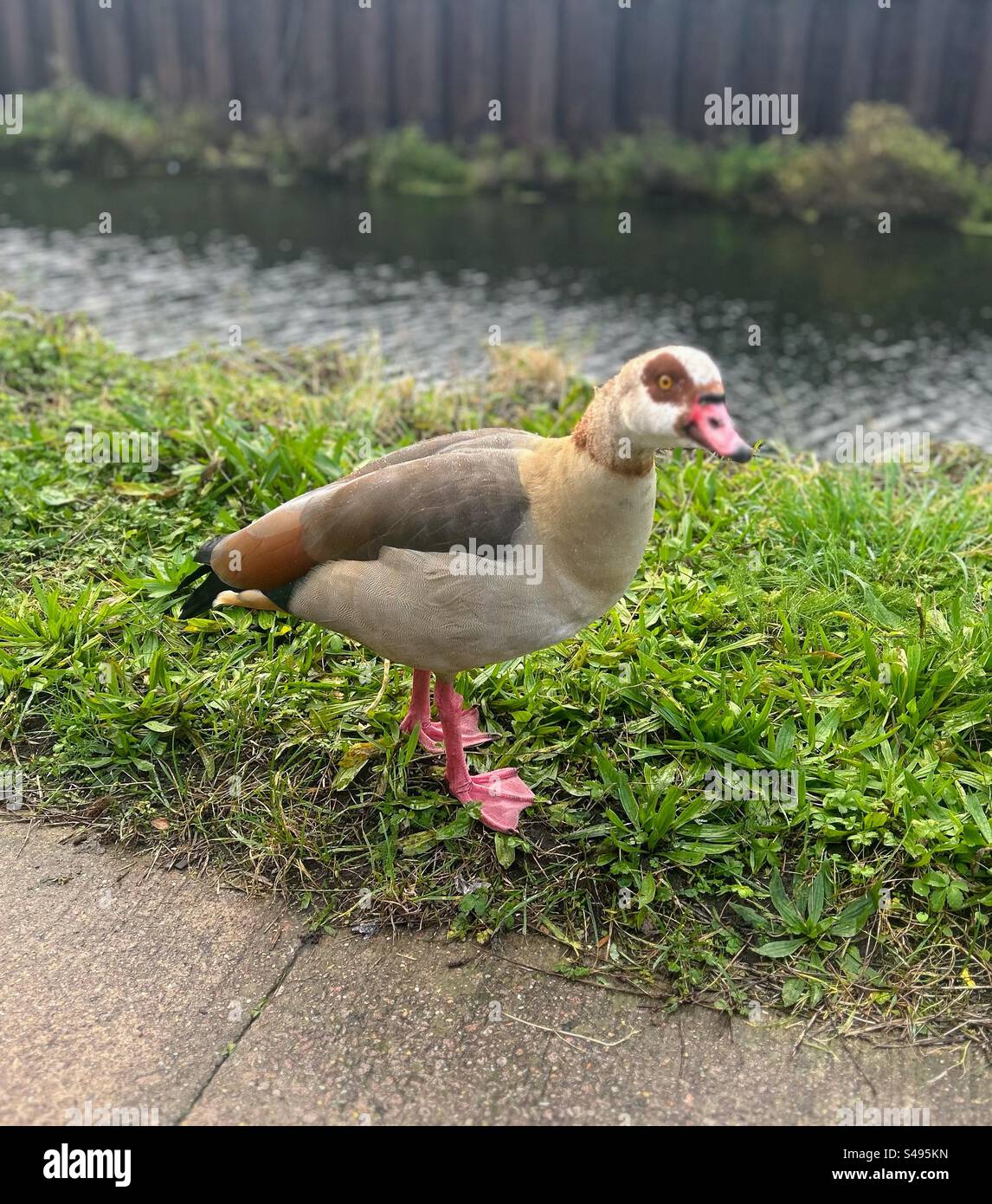 Curious ducks hi-res stock photography and images - Alamy