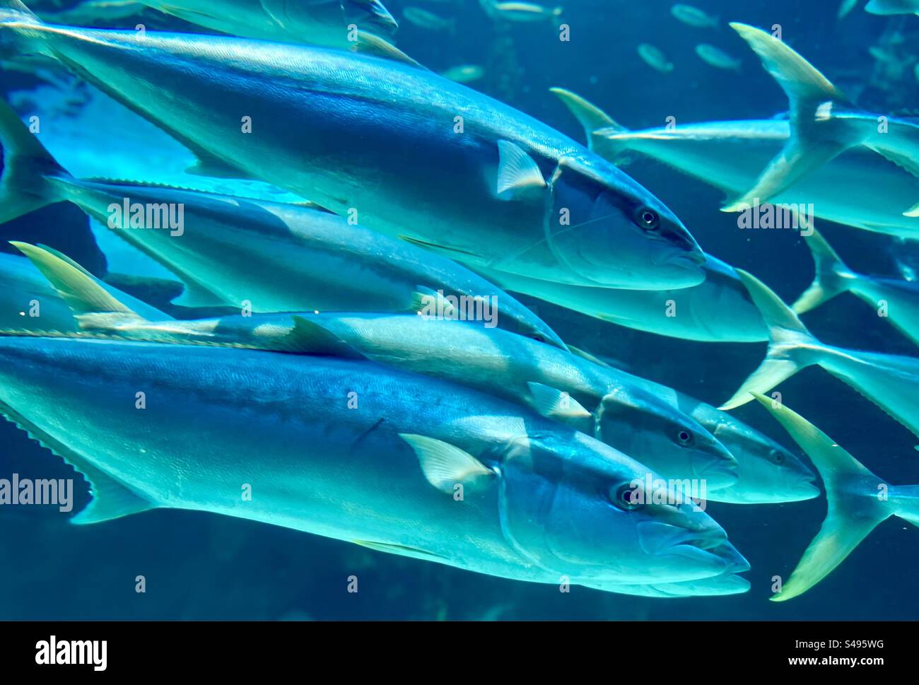 Tuna ocean hi-res stock photography and images - Alamy