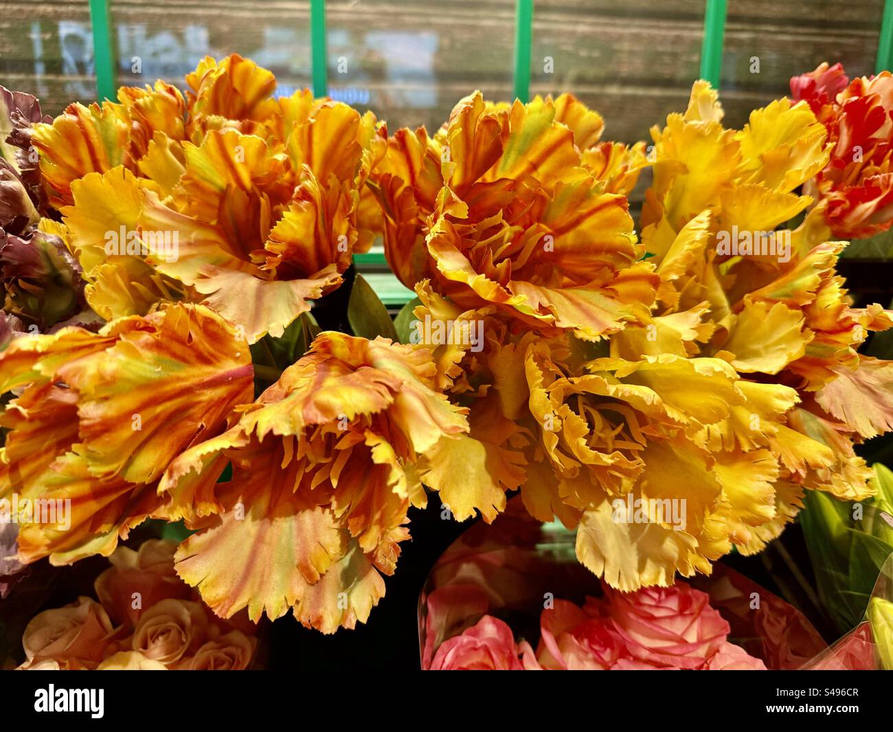 Orange parrot tulips Holland Stock Photo - Alamy