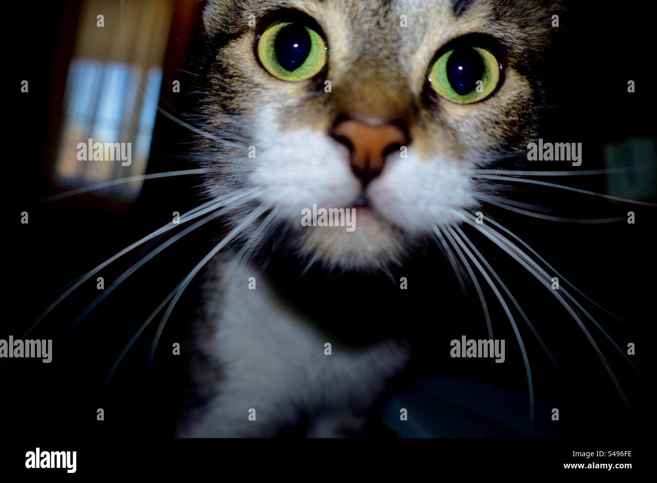 Green kitty hi-res stock photography and images - Alamy