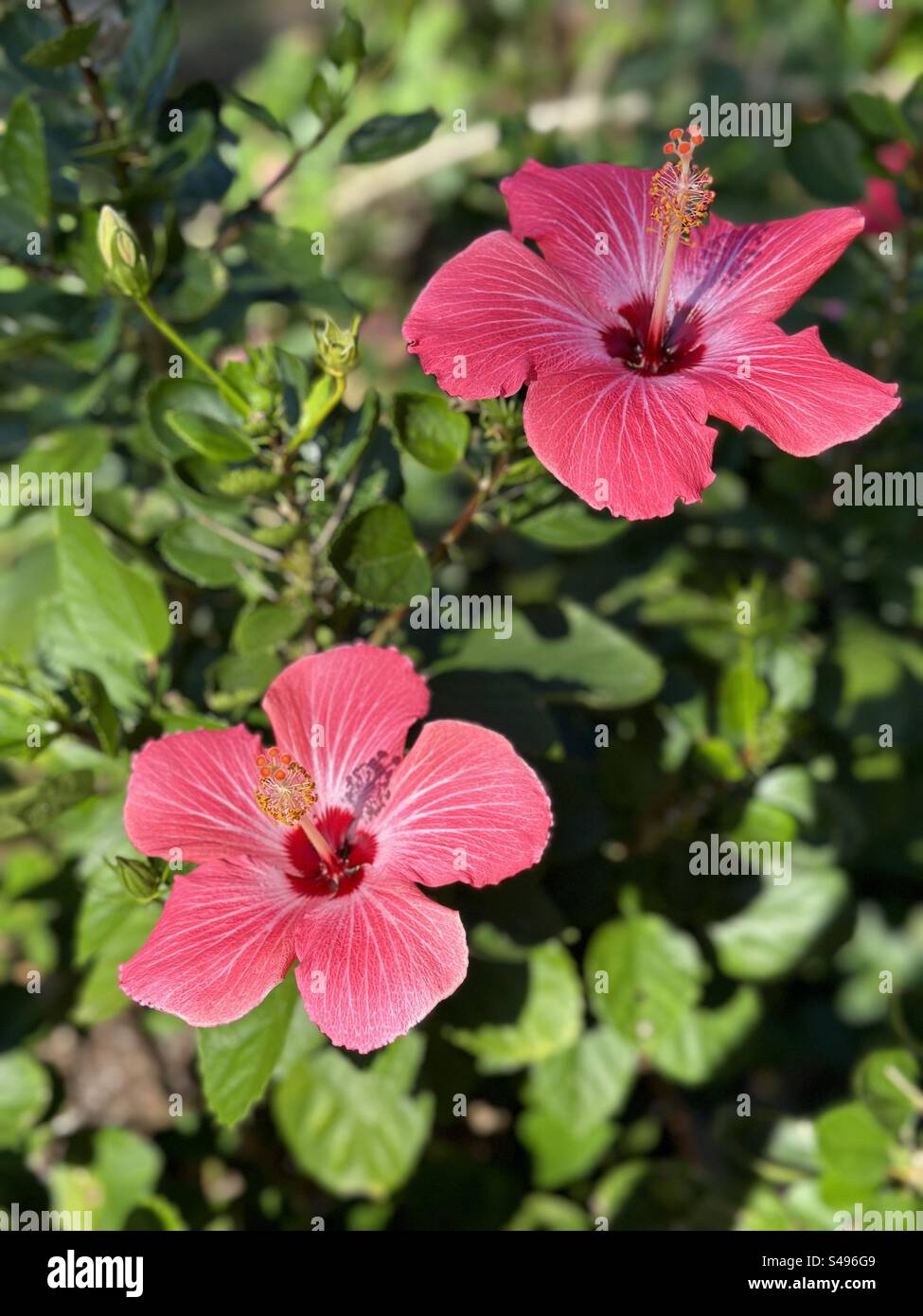 Tropical hibiscus pink hi-res stock photography and images - Alamy