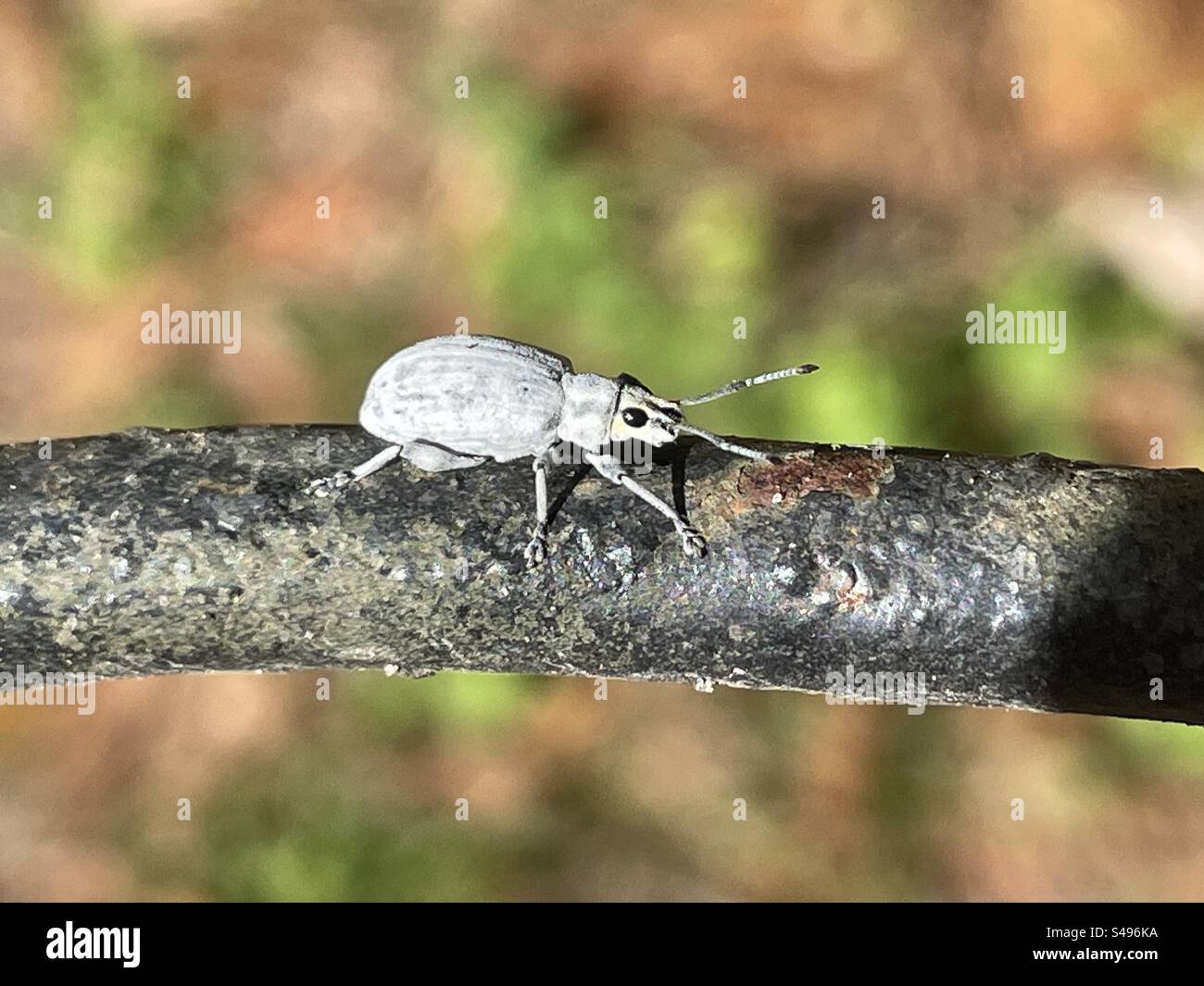 Sri lanka weevil hi-res stock photography and images - Alamy