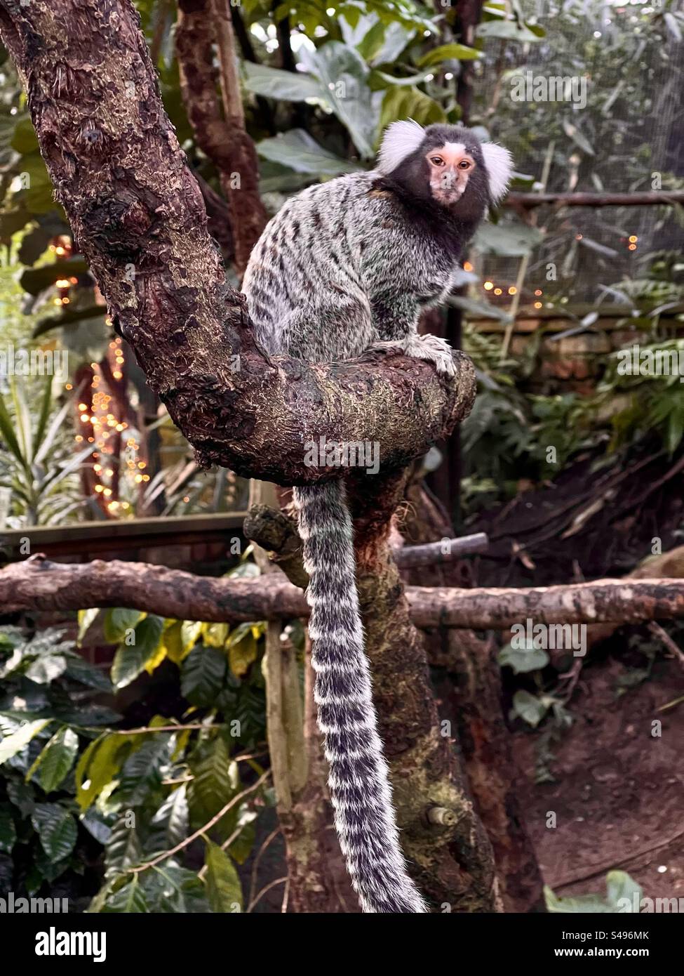 Monkey looking camera hi-res stock photography and images - Alamy
