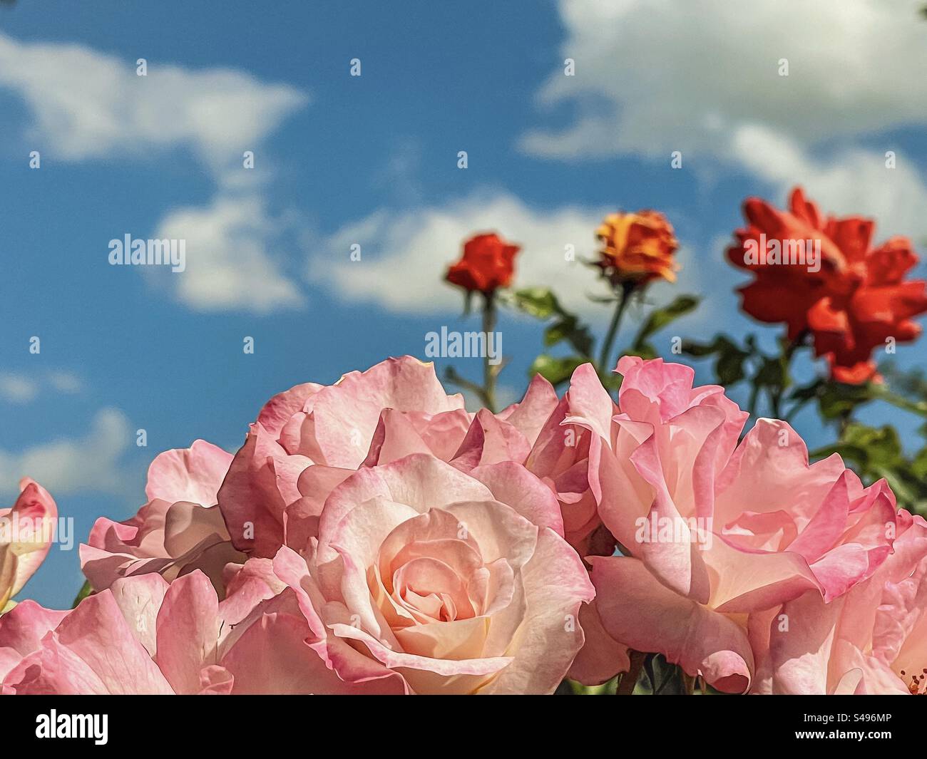 Pink and orange roses on blue sky with fluffy white clouds in ...