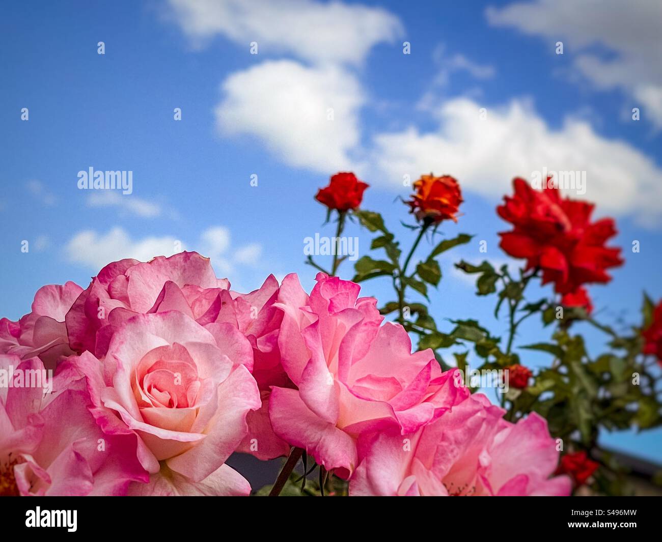 White orange and pink plant hi-res stock photography and images - Alamy