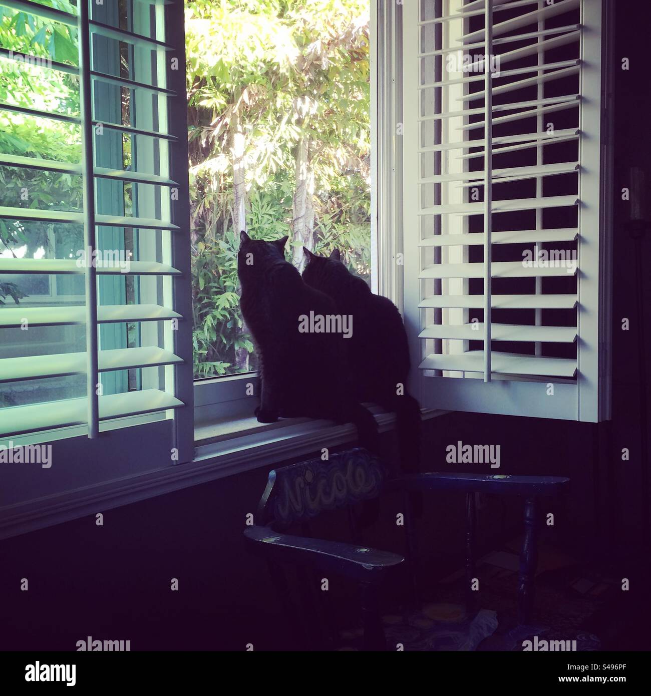 Two black cats on a window sill Stock Photo - Alamy