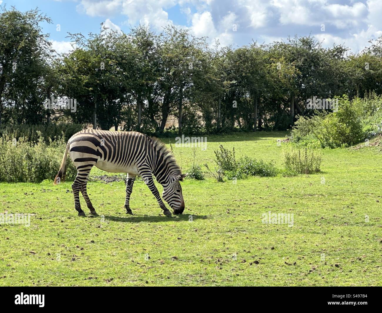 Zebra grazing on green grass hi-res stock photography and images - Alamy