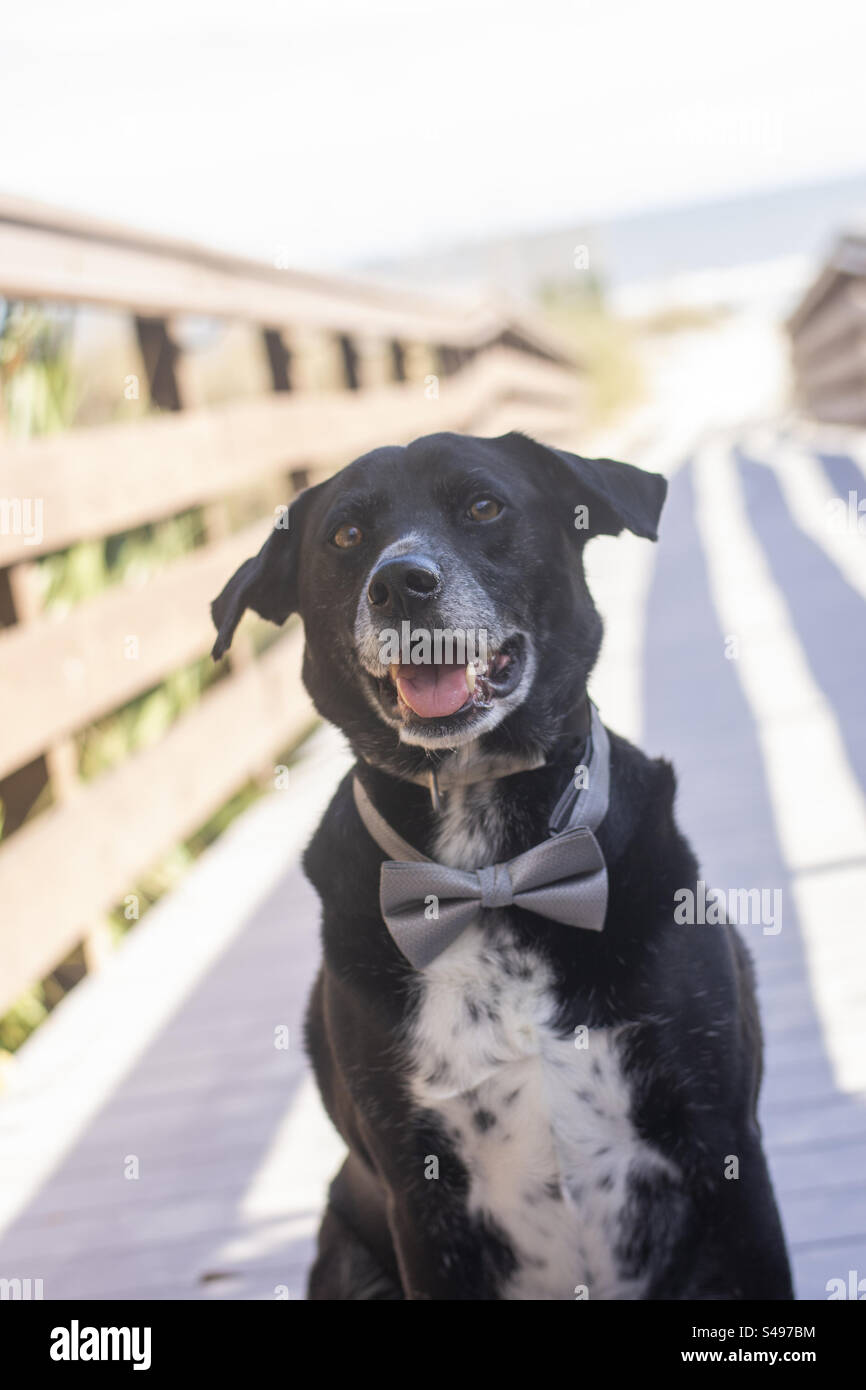 Black mutt dog hi-res stock photography and images - Alamy