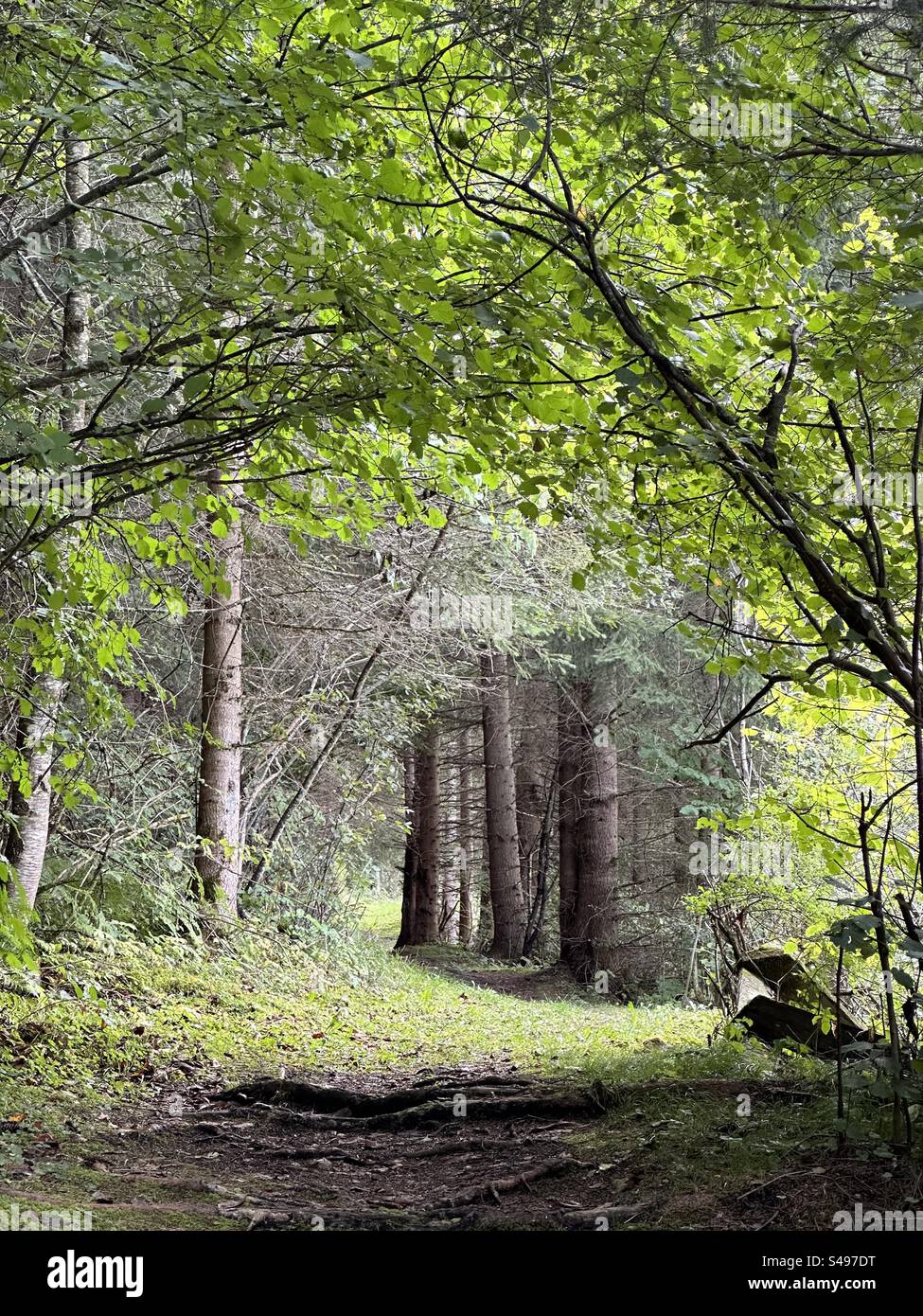 Passeggiata nel bosco hi-res stock photography and images - Alamy Passeggiata nel bosco hi-res stock photography and images - Alamy
