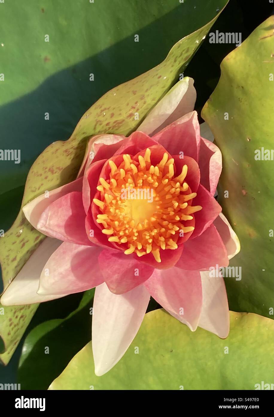 Lili hi-res stock photography and images - Alamy