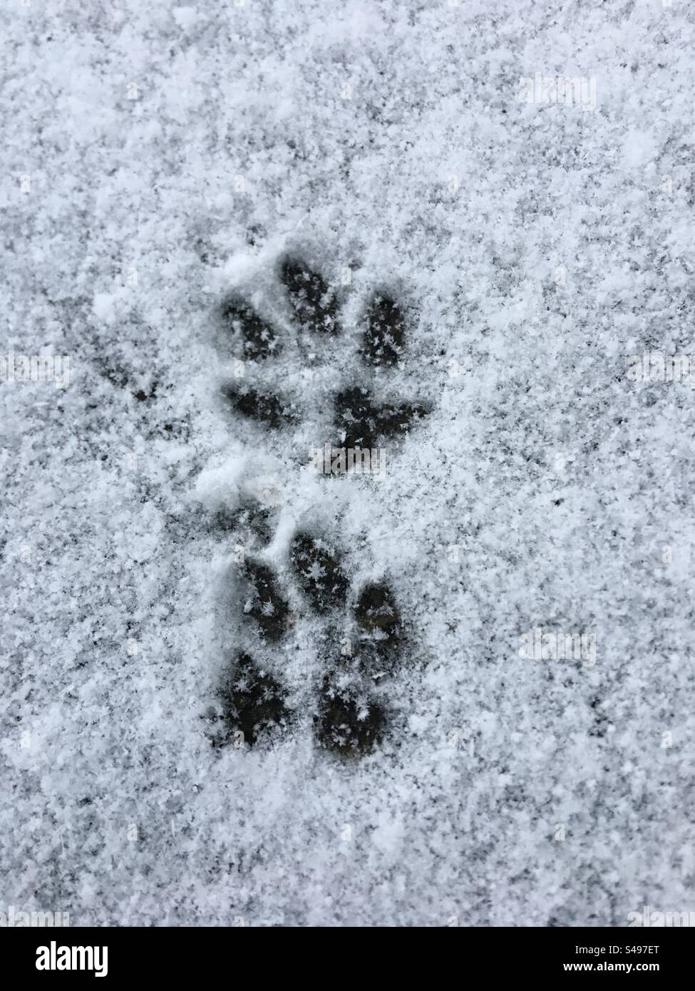 Fox prints hi-res stock photography and images - Alamy